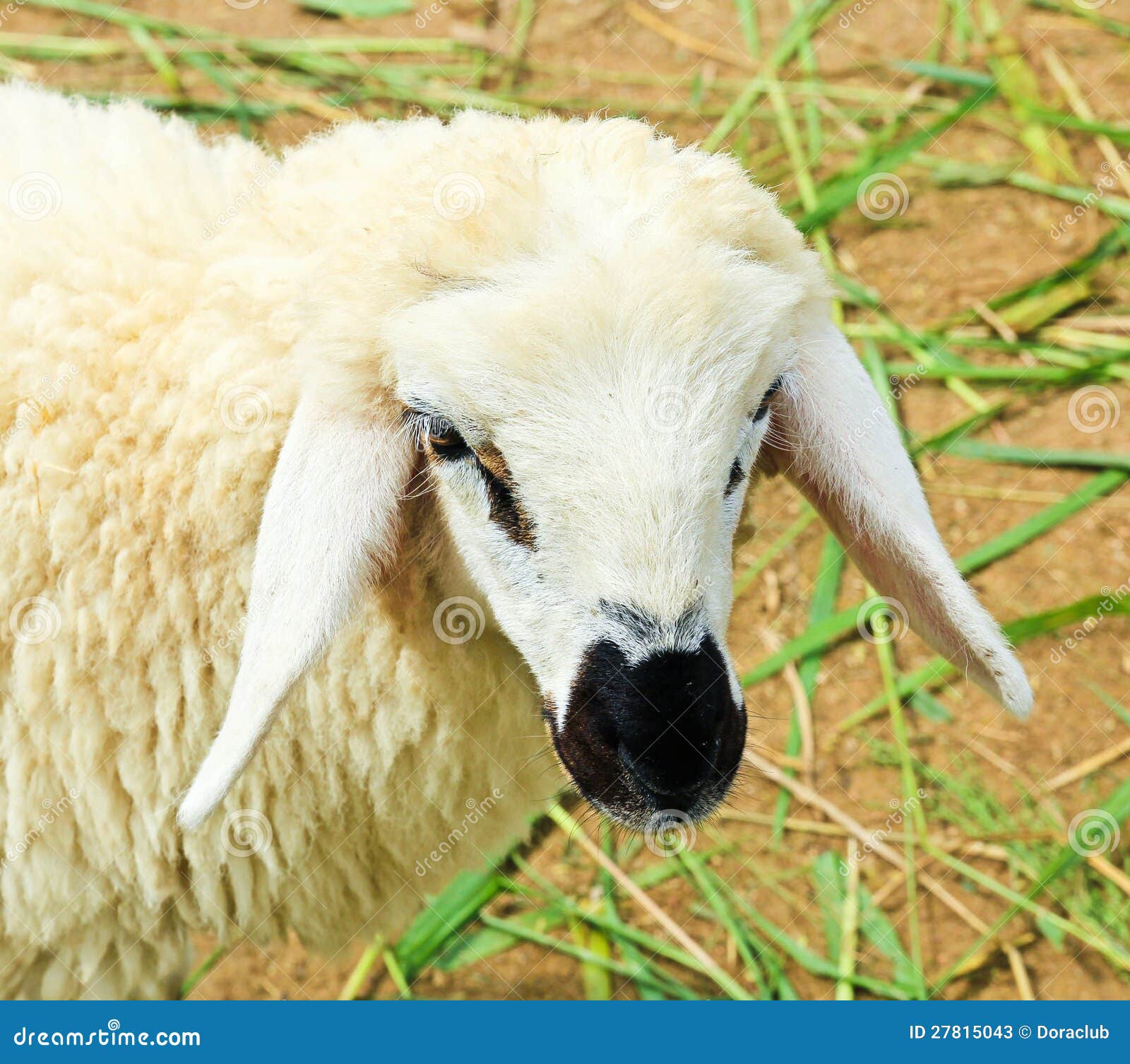 Sheep portrait stock image. Image of gentle, grass, pasturage - 27815043