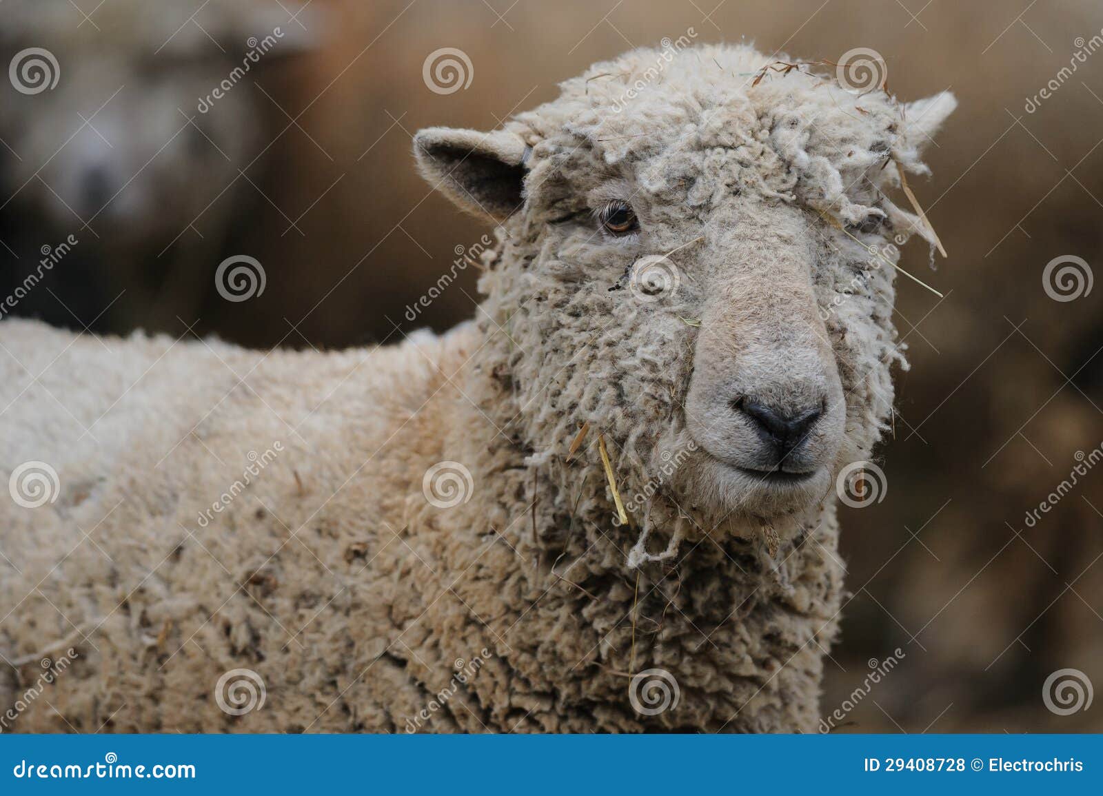 Sheep Portrait stock photo. Image of wool, farm, sheep - 29408728