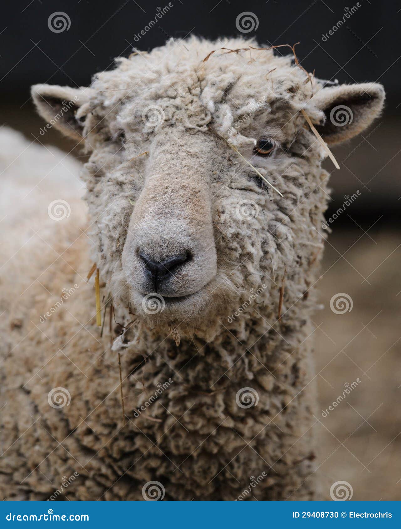 Sheep Portrait stock photo. Image of farm, pastoral, cuddly - 29408730