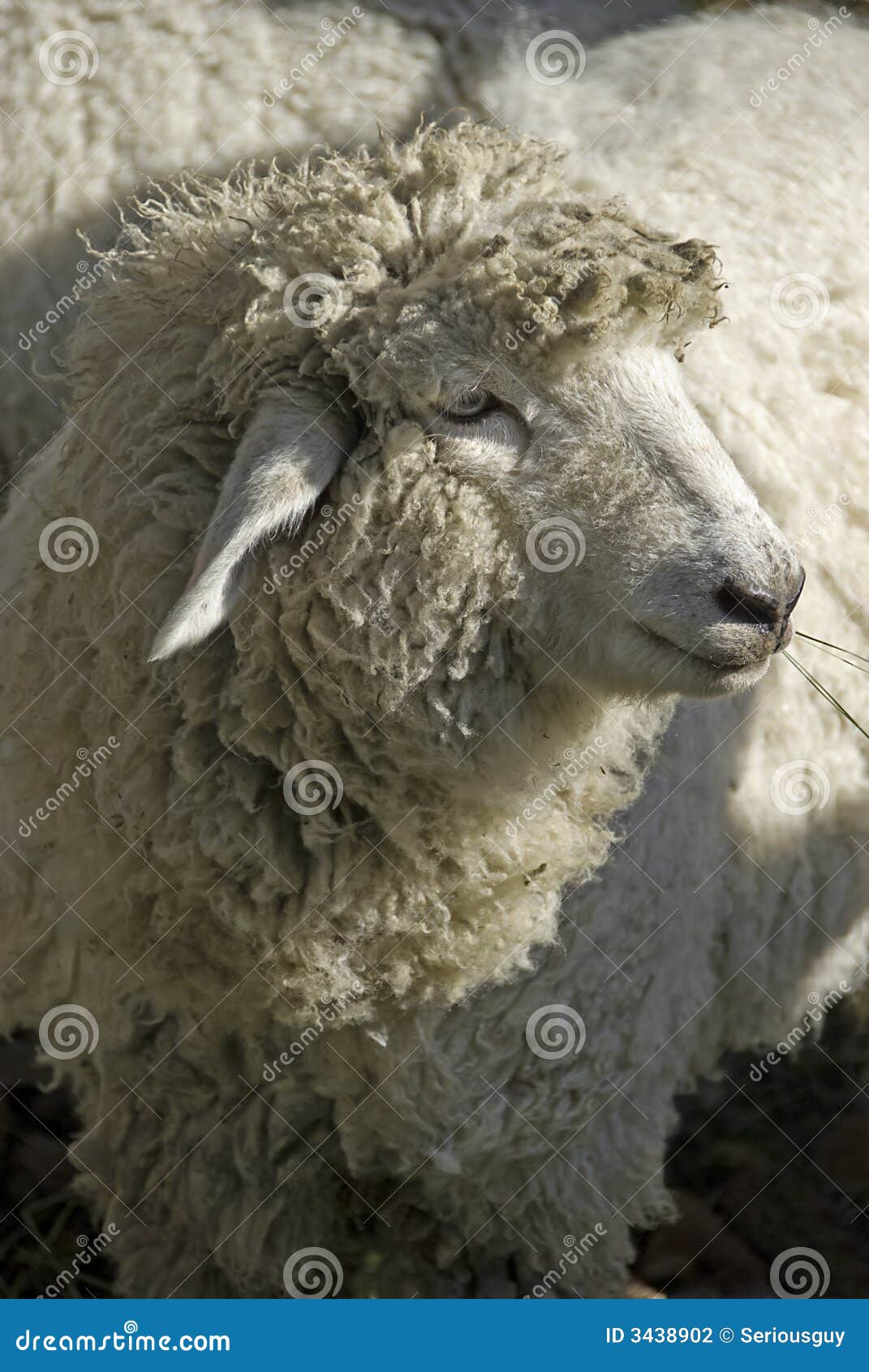 Sheep portrait stock photo. Image of nature, coat, lamb - 3438902