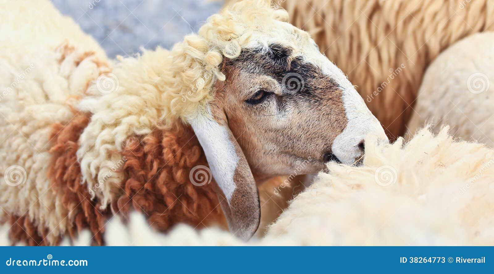 Sheep portrait stock image. Image of grass, cloneing - 38264773