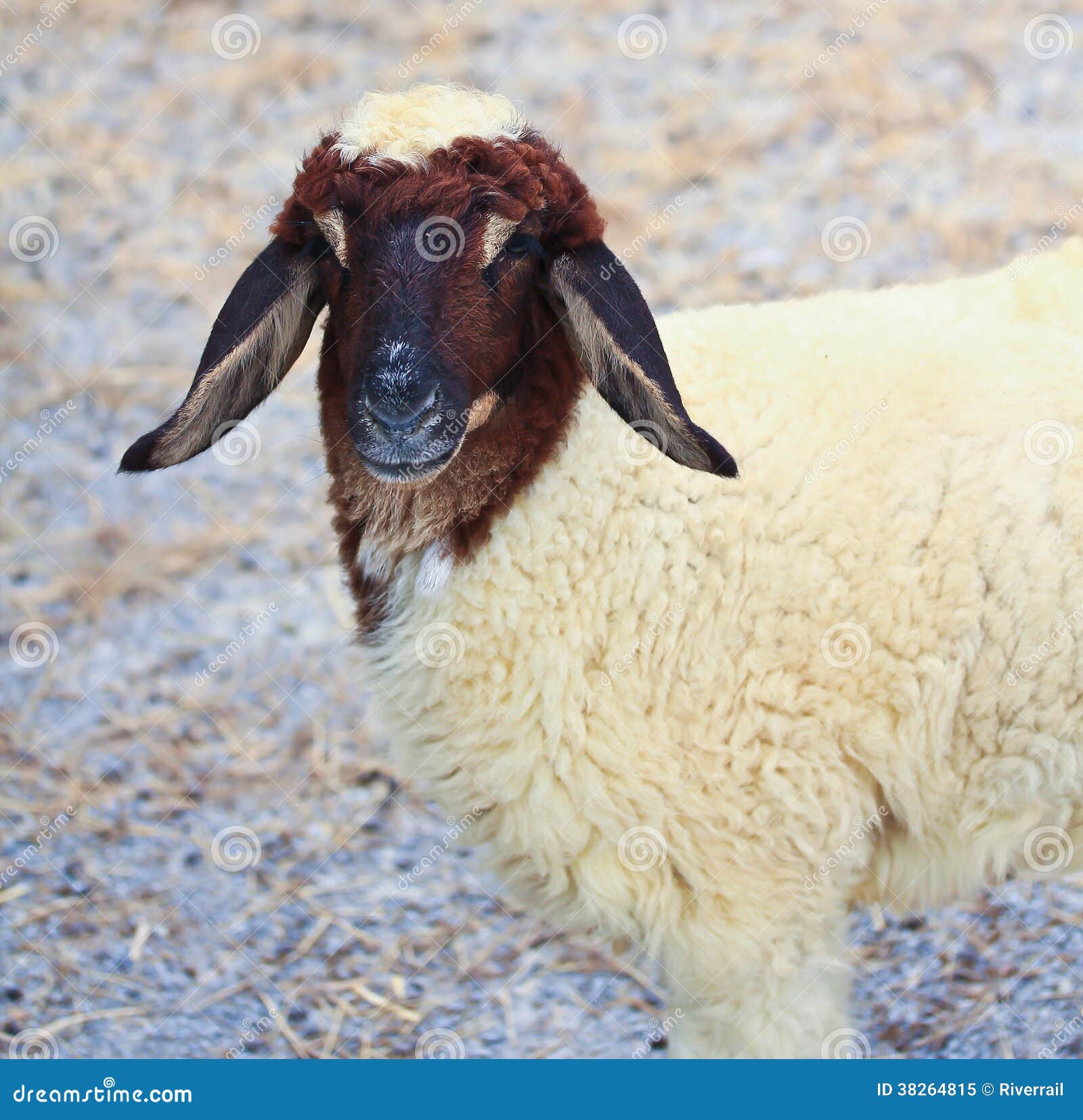 Sheep portrait stock image. Image of cloneing, conceptual - 38264815