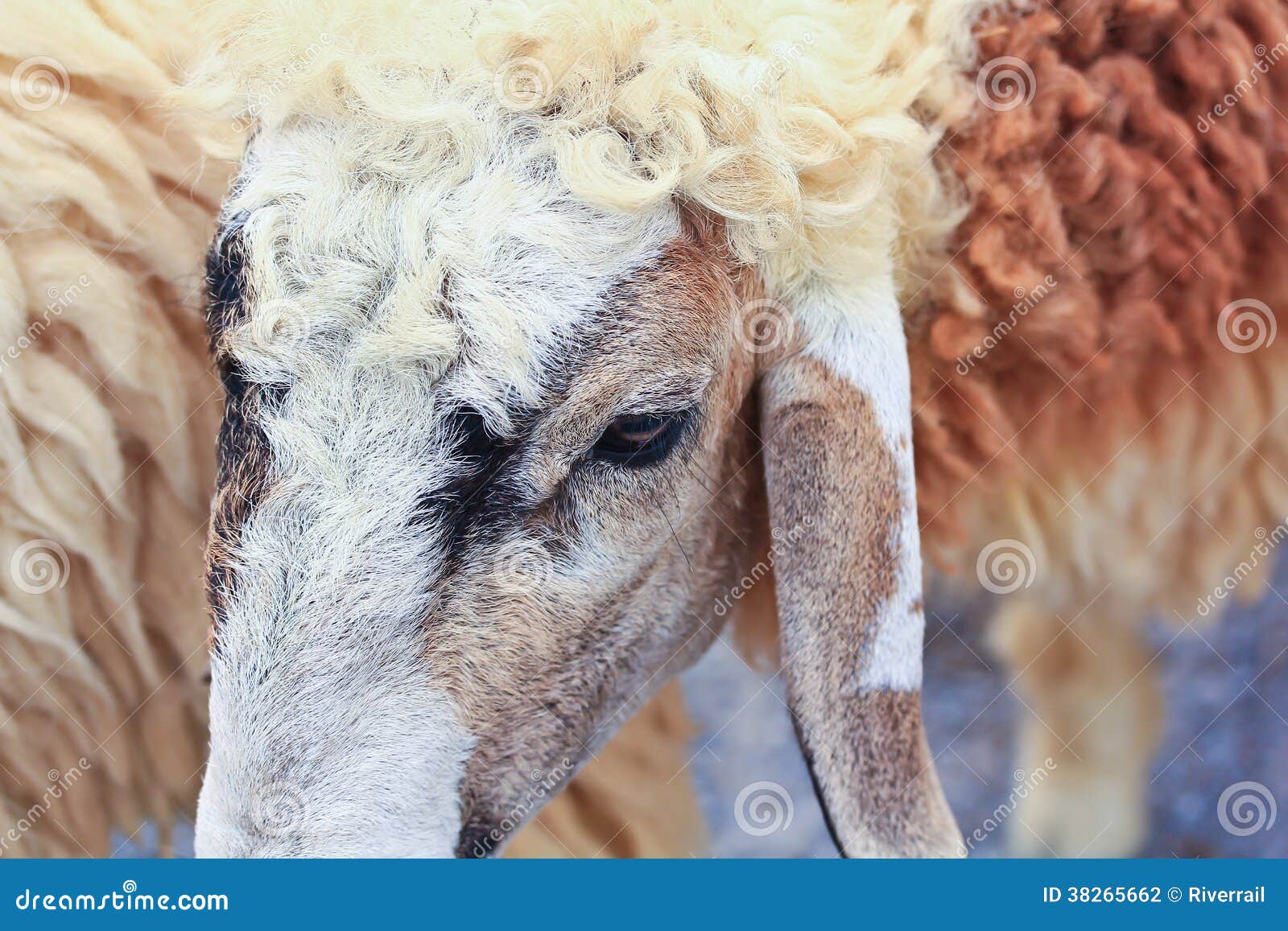 Sheep portrait stock photo. Image of flock, dolly, field - 38265662