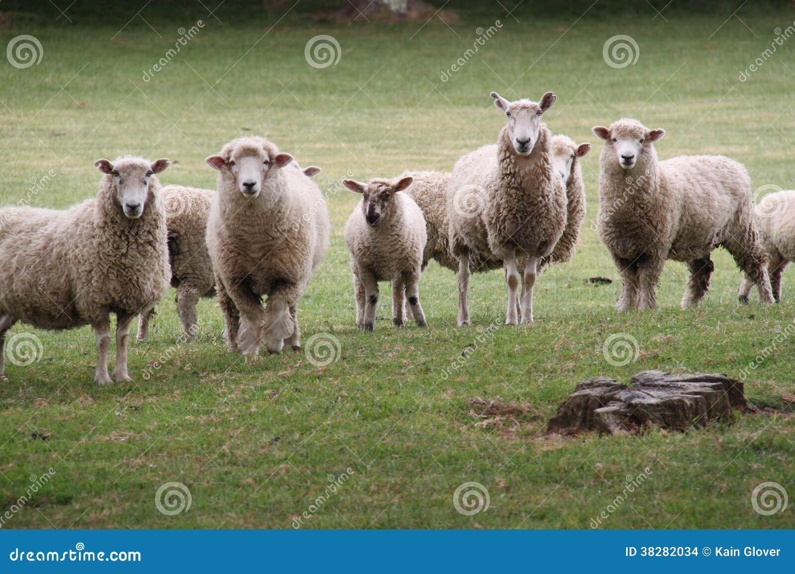 Sheep portrait stock photo. Image of countryside, natural - 38282034