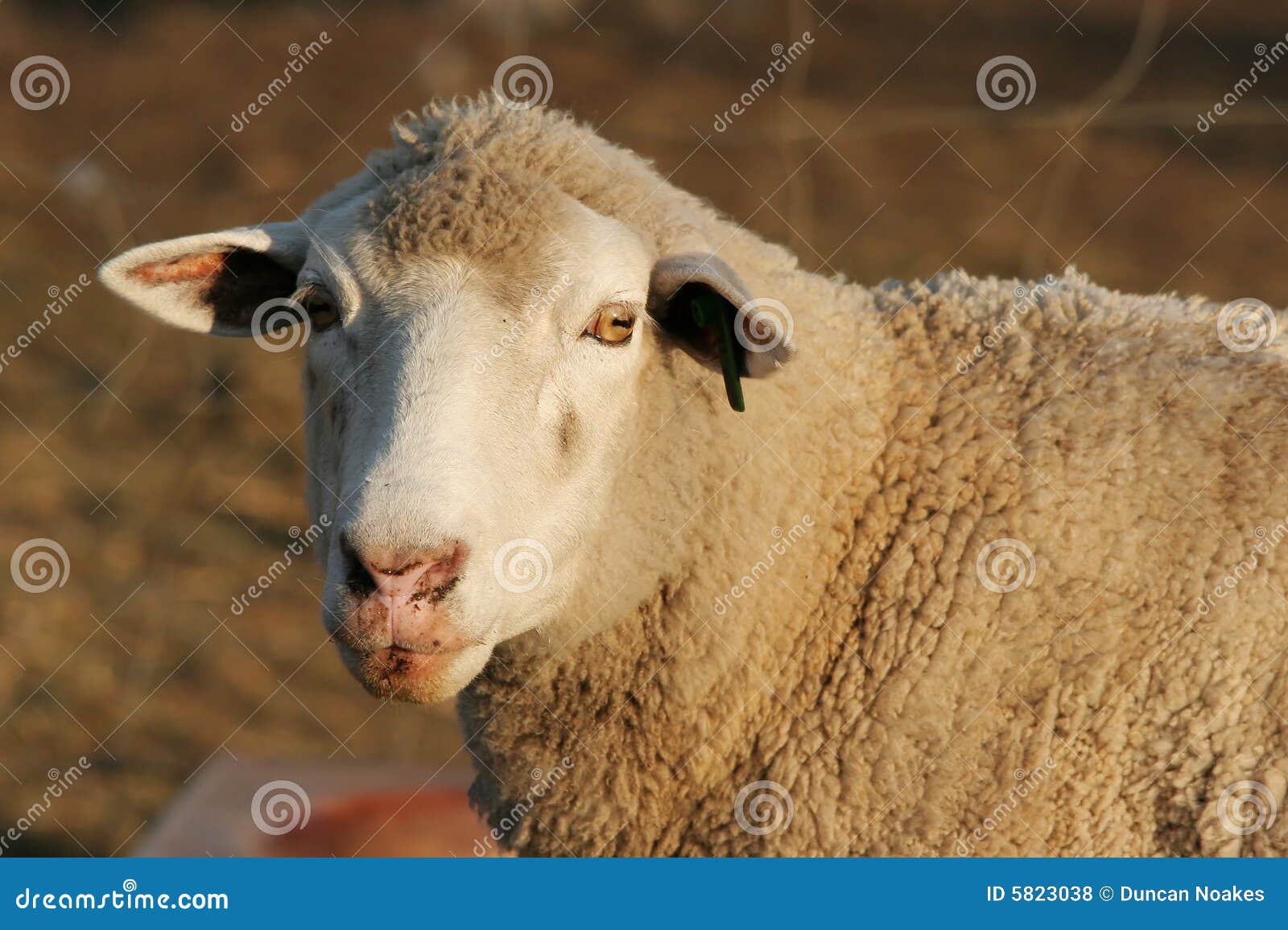 Sheep Portrait stock photo. Image of rural, animals, white - 5823038