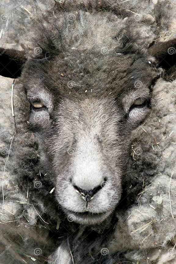 Sheep portrait stock image. Image of closeup, animal, mammal - 833917