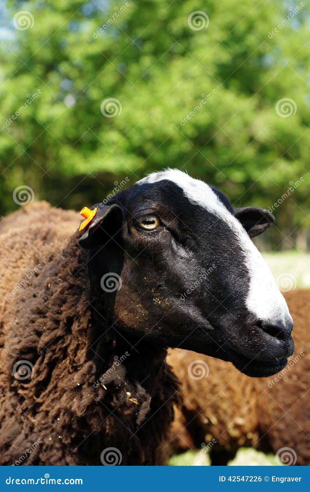 Sheep Portrait Stock Photography | CartoonDealer.com #54200630