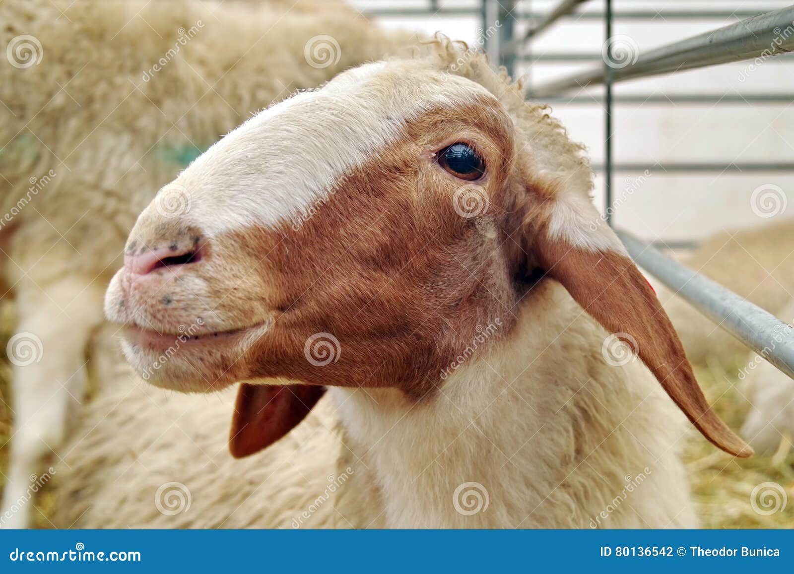 Portrait of Awassi sheep stock photo. Image of fold, herbivore - 80136542