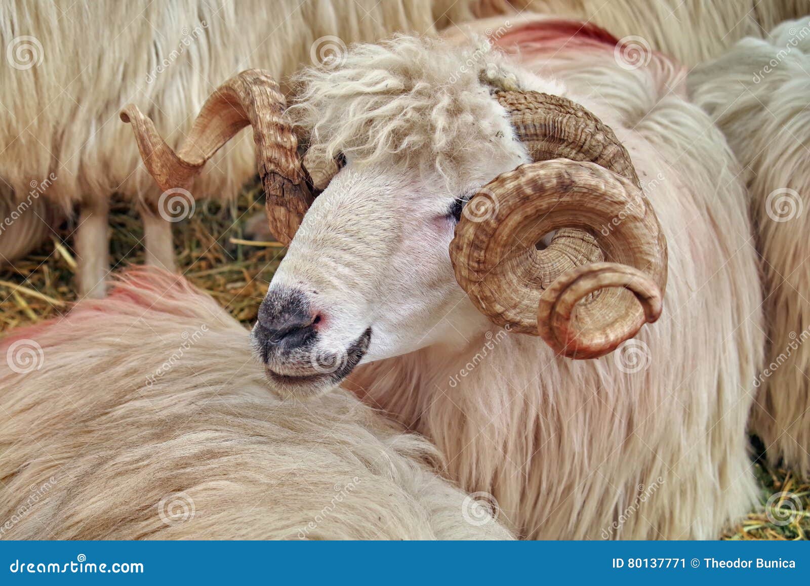 Portrait of Turcana Sheep stock image. Image of hair - 80137771