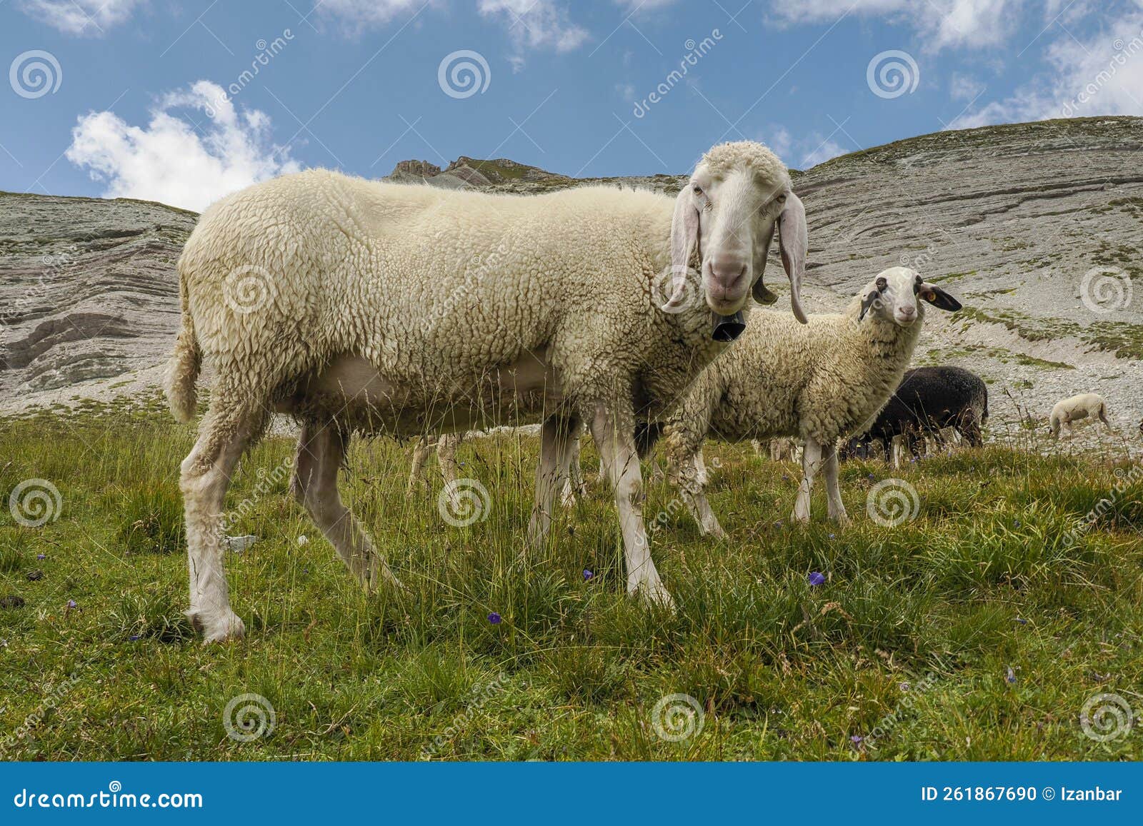 Sheep Portrait on Dolomites Mountains Background Panorama Stock Photo ...
