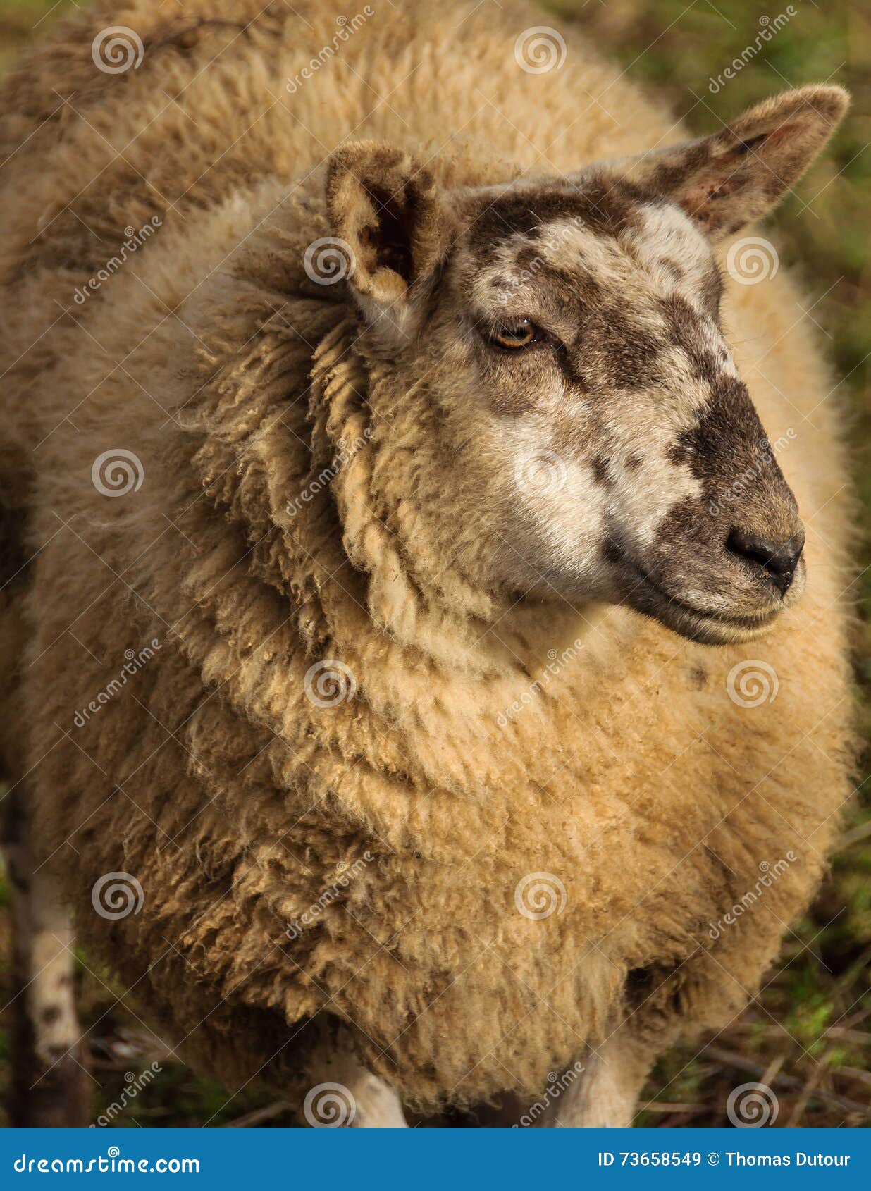 Sheep portrait stock image. Image of farm, production - 73658549