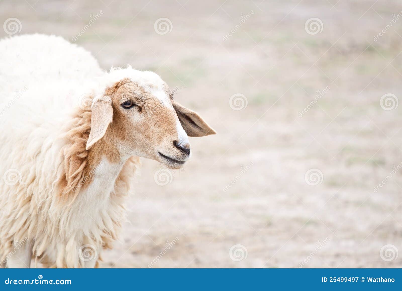 Sheep Portrait Stock Photography | CartoonDealer.com #54200630