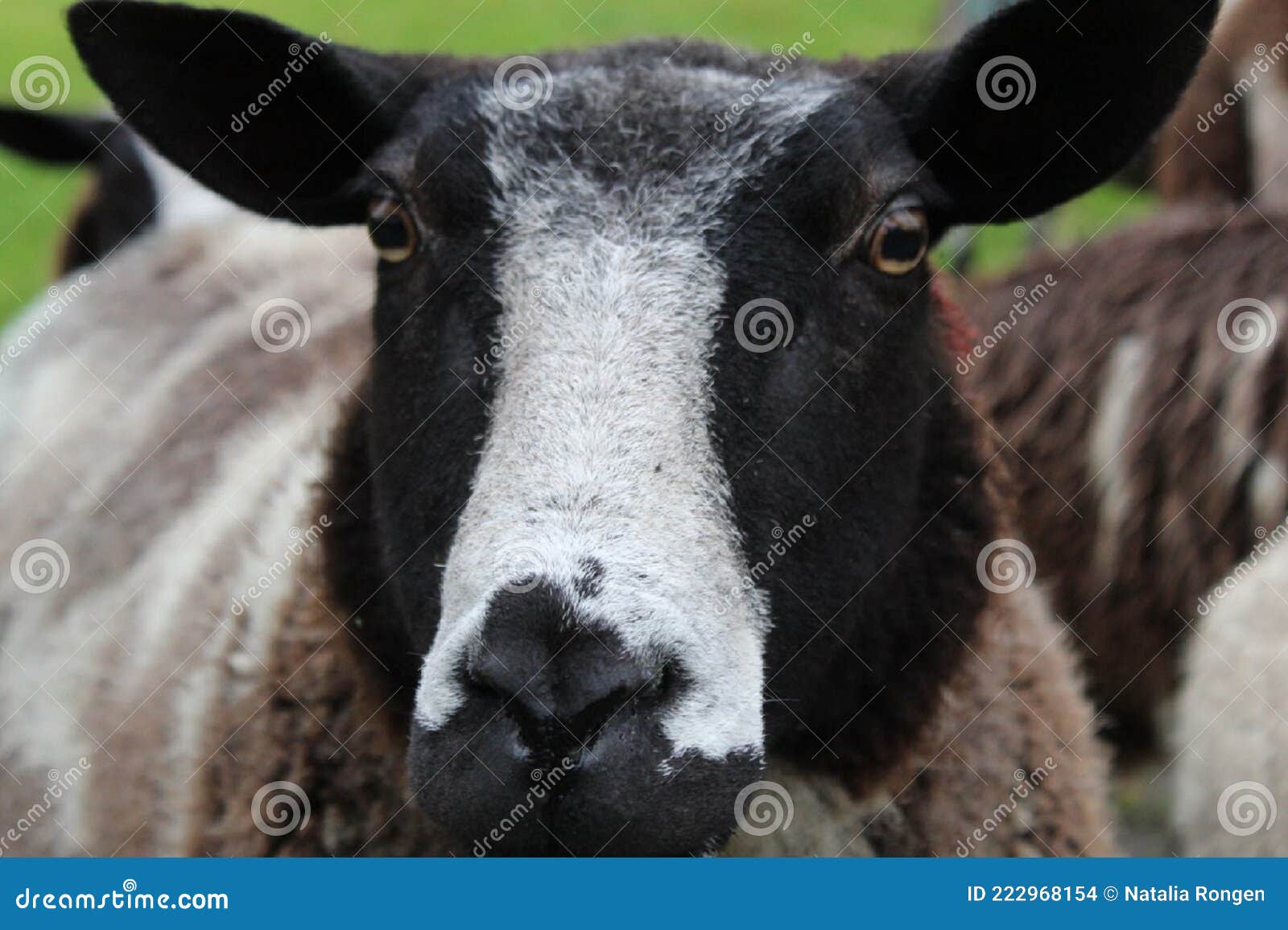 Sheep portrait. stock photo. Image of grazing, pasture - 222968154