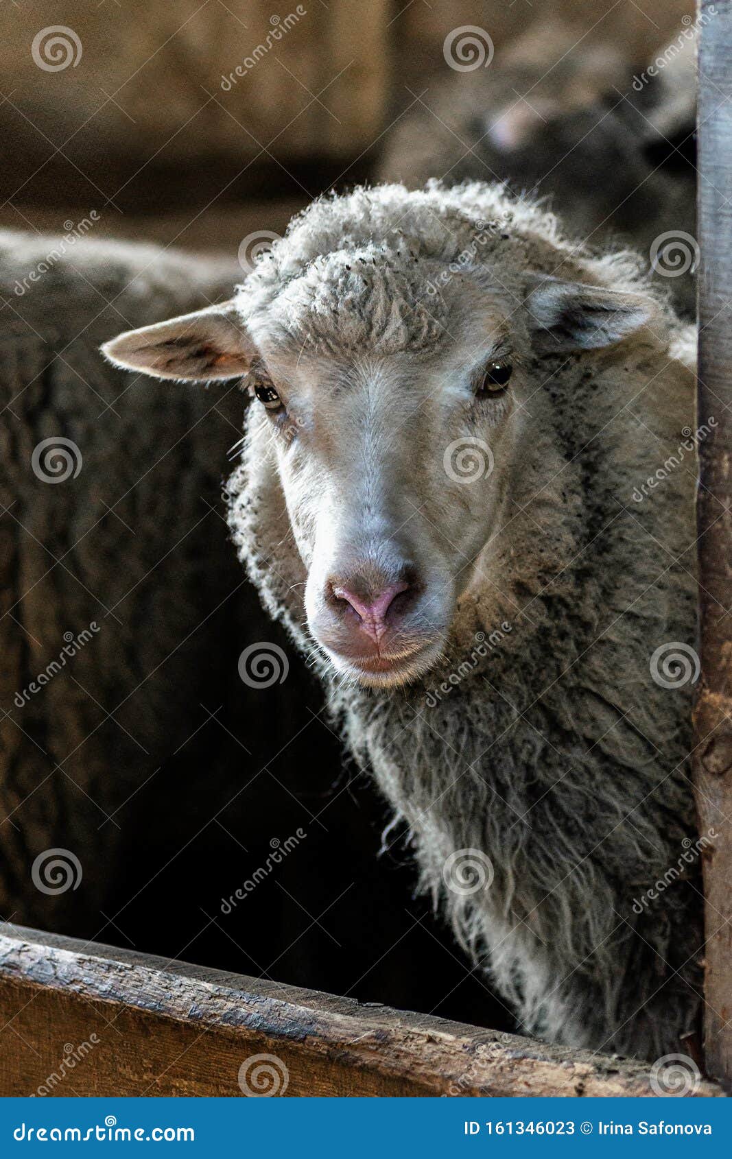 Sheep. Portrait Head of a Sheep Close Up in the Barn Stock Image ...