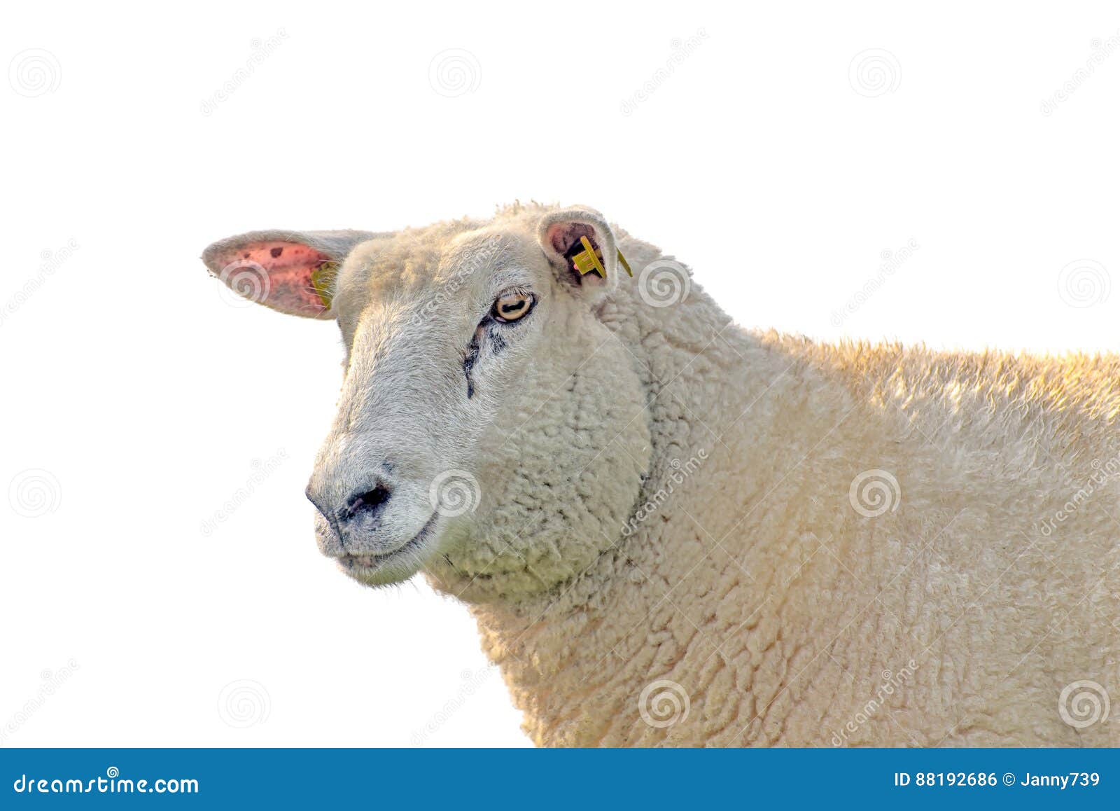 Sheep Portrait Stock Photography | CartoonDealer.com #54200630