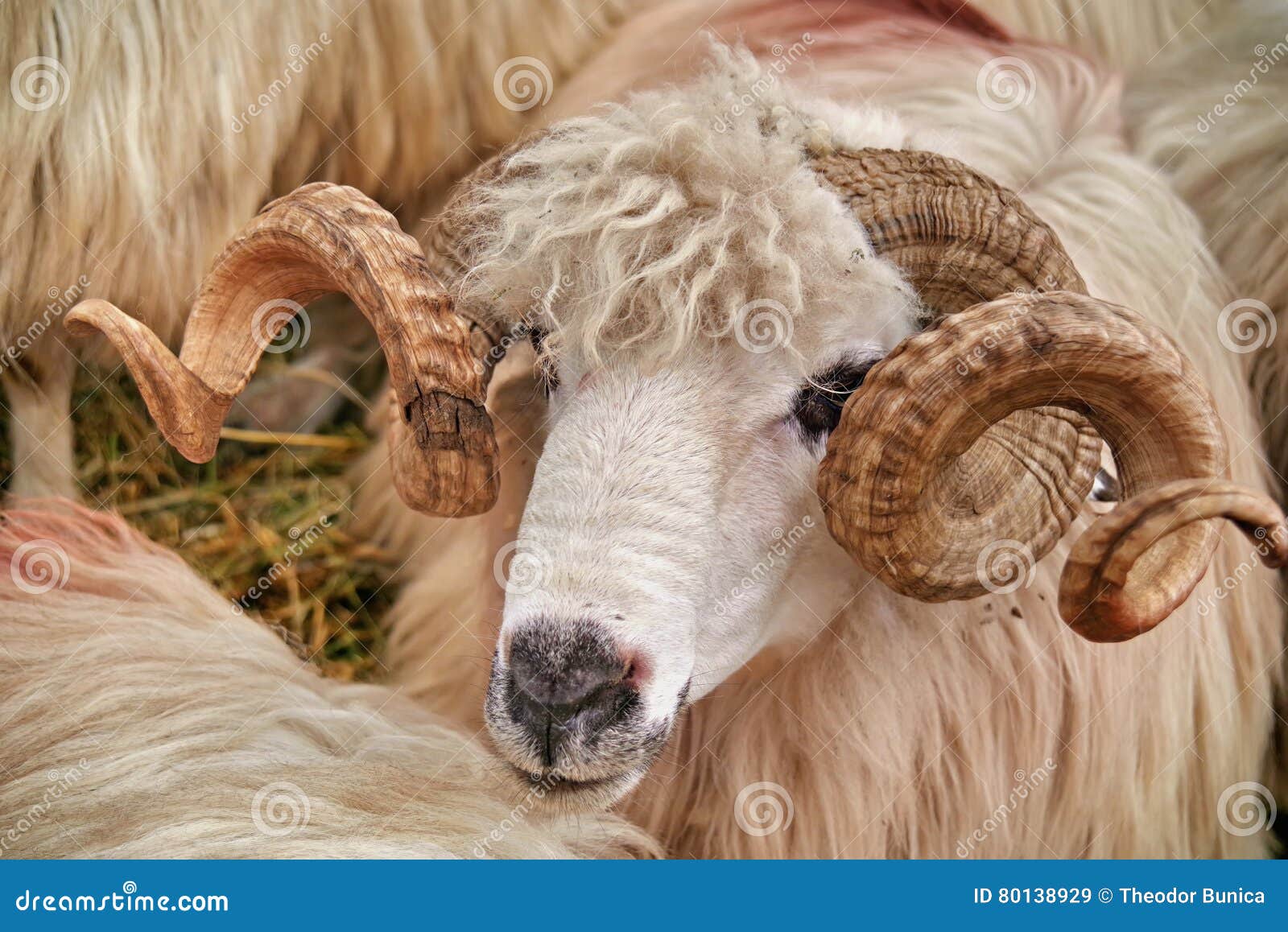 Portrait of Turcana Sheep stock image. Image of animal - 80138929