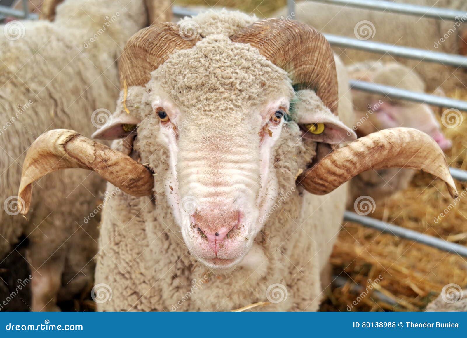 Portrait of Turcana Sheep stock photo. Image of farm - 80138988