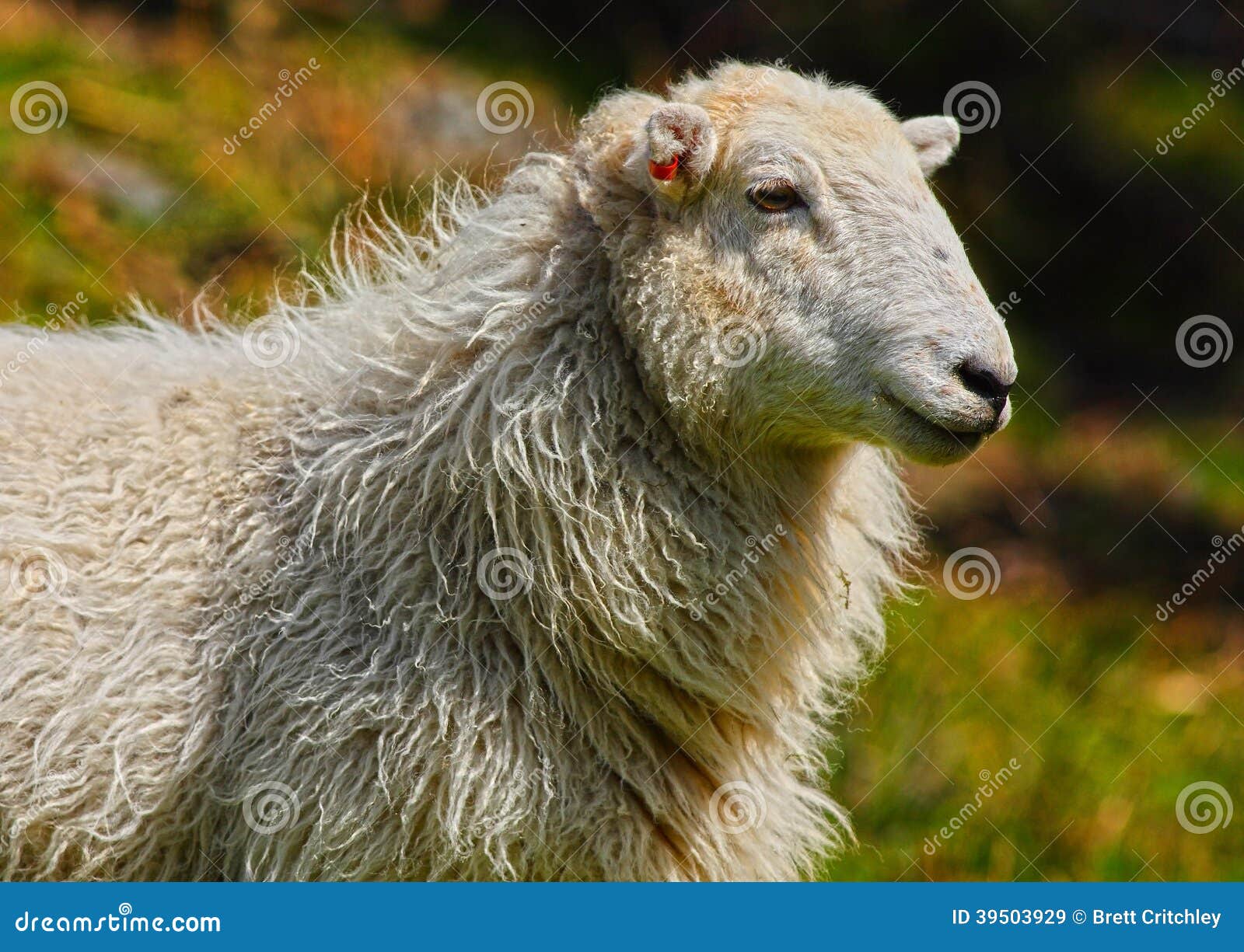 Sheep Portrait Stock Photography | CartoonDealer.com #54200630