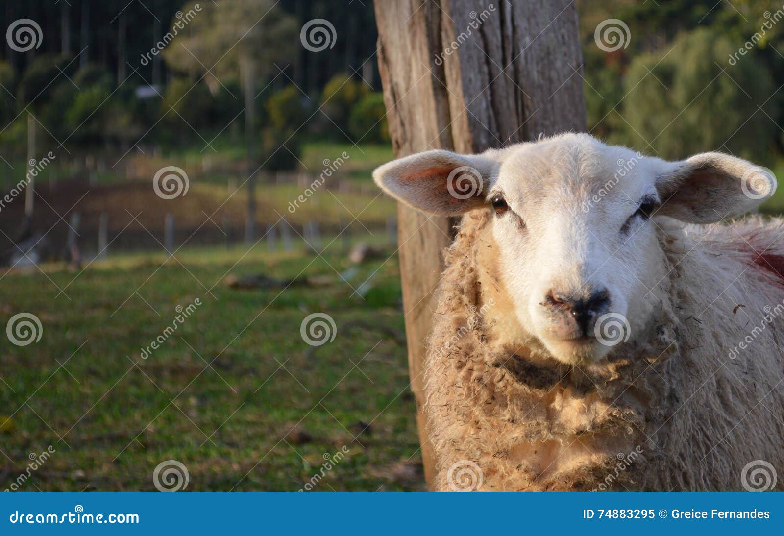 Sheep posing stock image. Image of front, looking, green - 74883295
