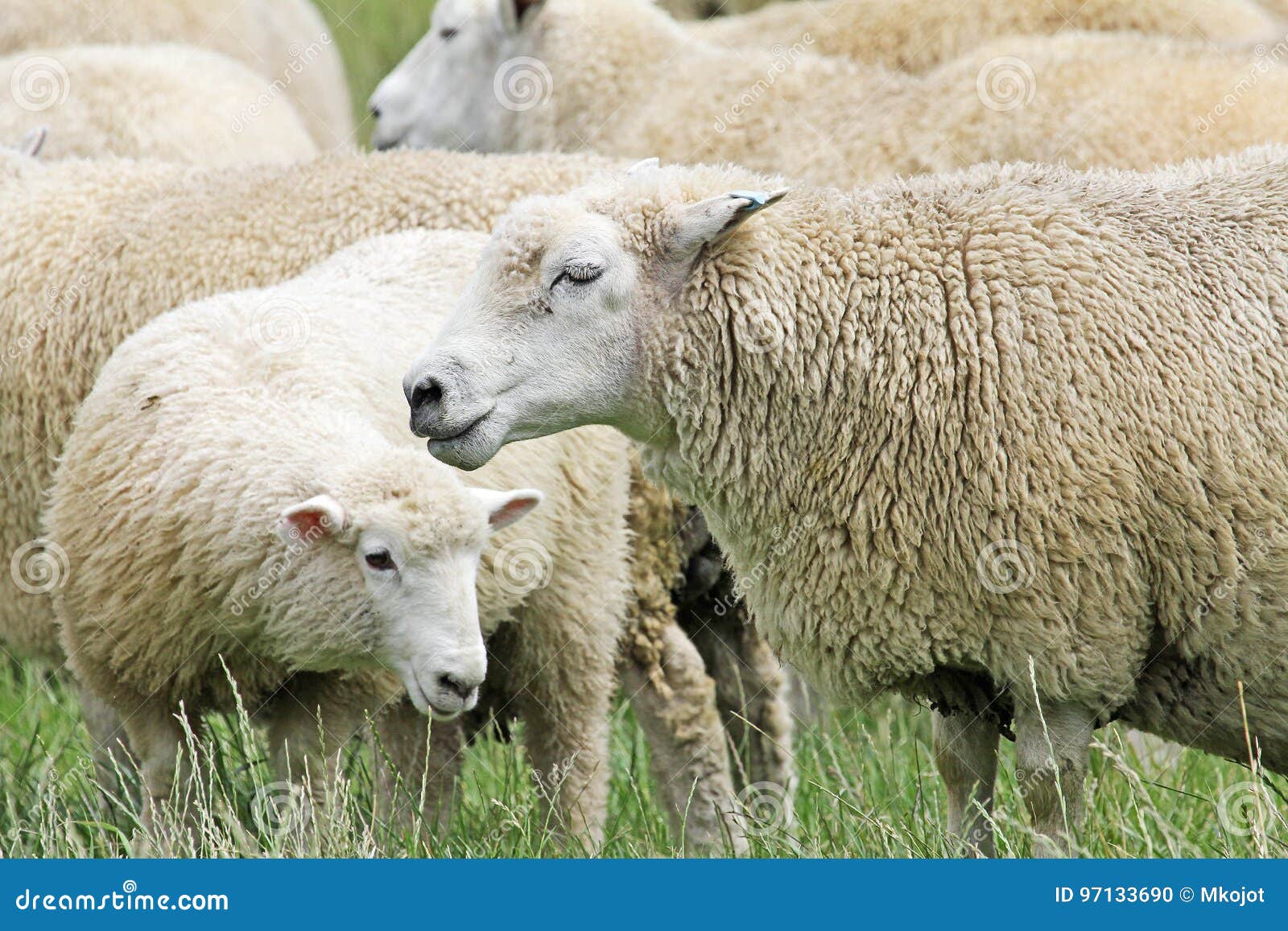 Sheep in profile stock photo. Image of head, natural - 97133690