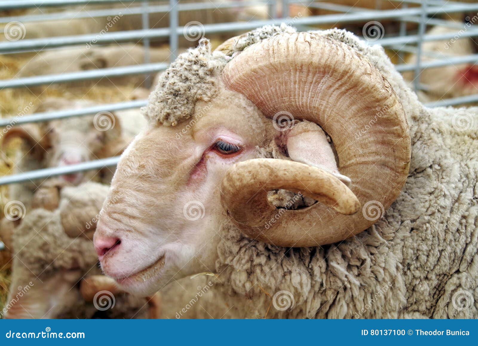 Portrait with Profile of Sheep Stock Photo - Image of animal, beautiful ...