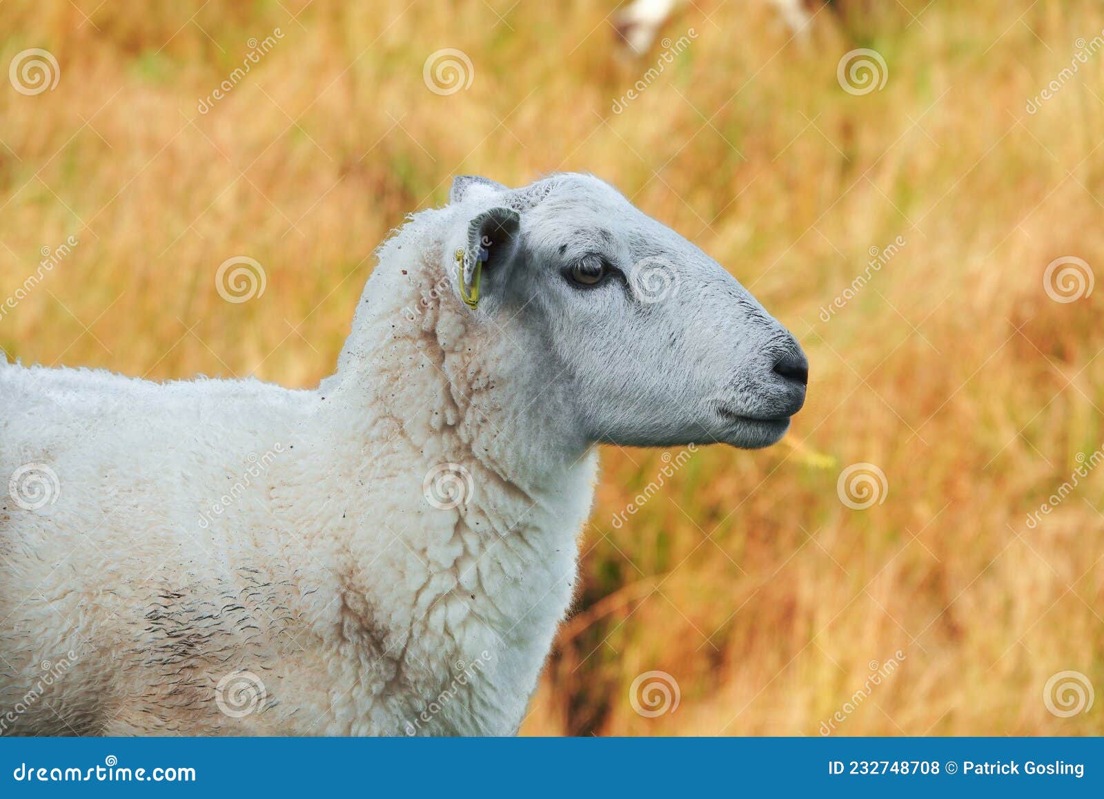 Sheep in profile. stock photo. Image of white, agriculture - 232748708