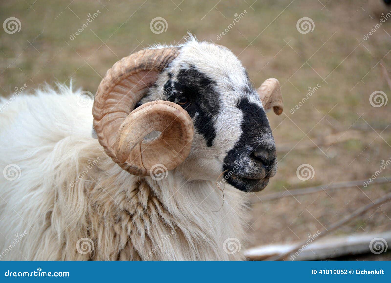 Scottish Blackfaced Sheep Painted With Red And Blue Paint Among The ...