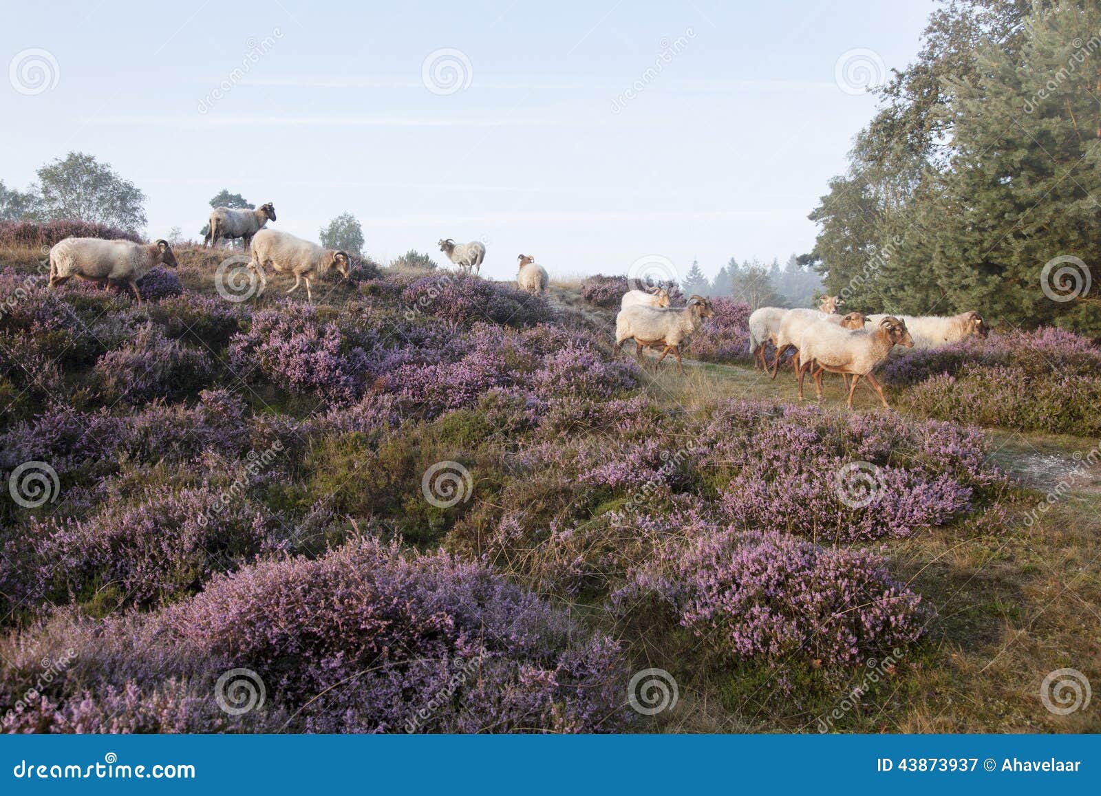 Sheep on Purple Blooming Heather Stock Image - Image of hill, animal ...