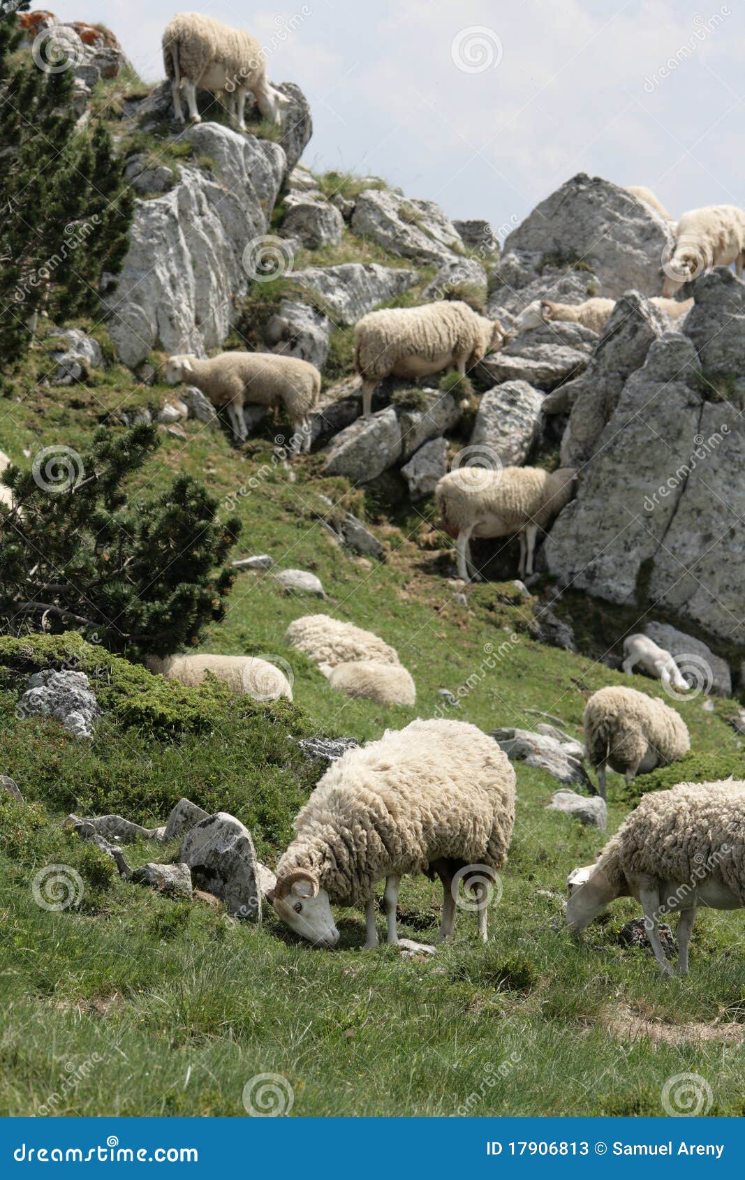 Sheep in Pyrenees stock image. Image of sheep, flock - 17906813