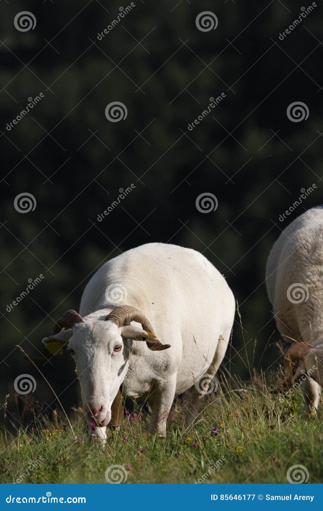 Sheep in Pyrenees stock image. Image of fauna, agriculture - 85646177