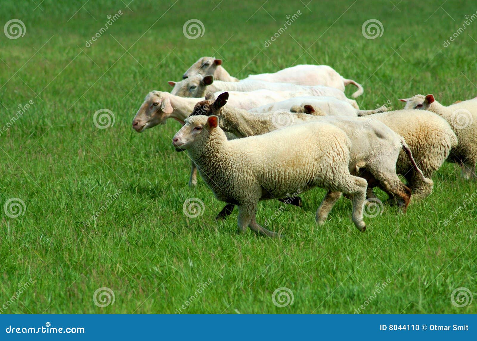 Sheep race stock photo. Image of animal, flock, field - 8044110