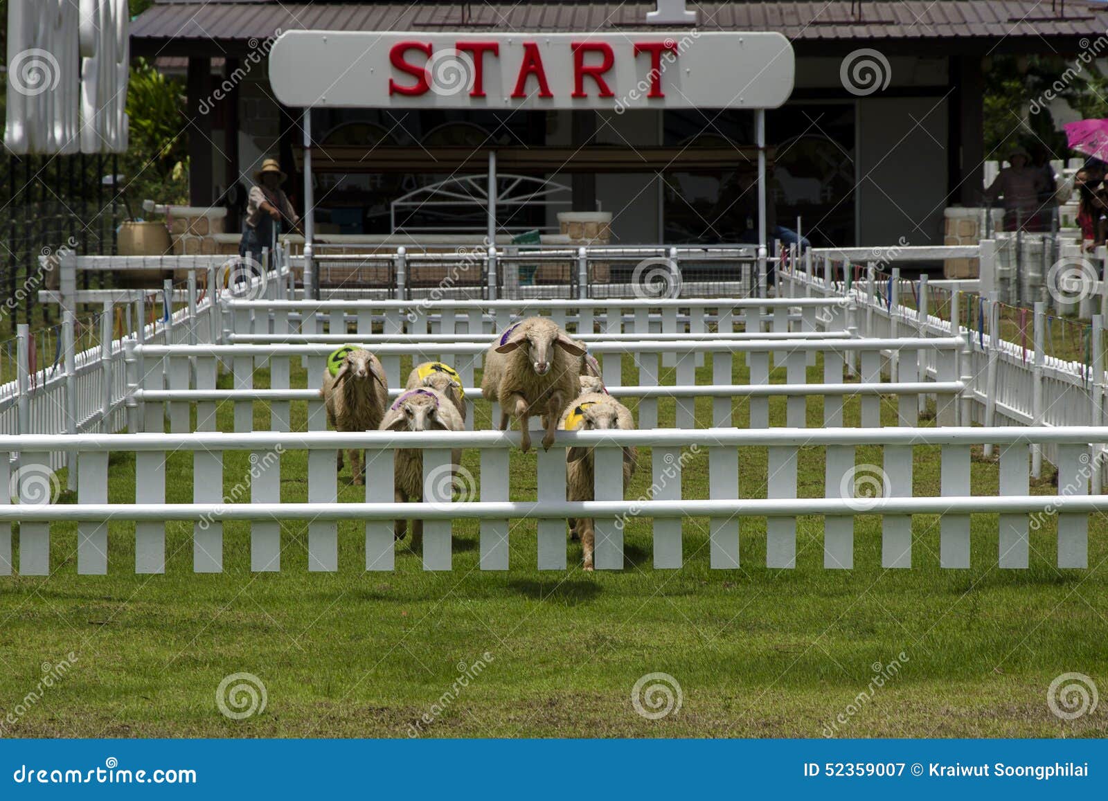 Sheep racing stock image. Image of pets, jump, cute, jumping - 52359007