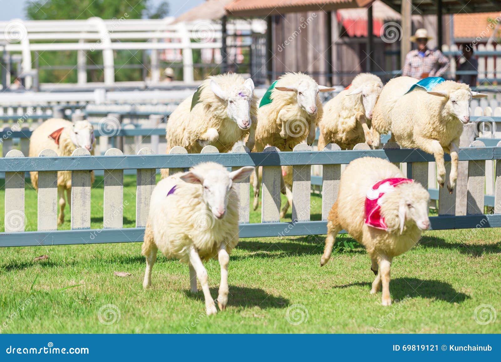 Sheep racing in farm stock image. Image of sheepdog, field - 69819121
