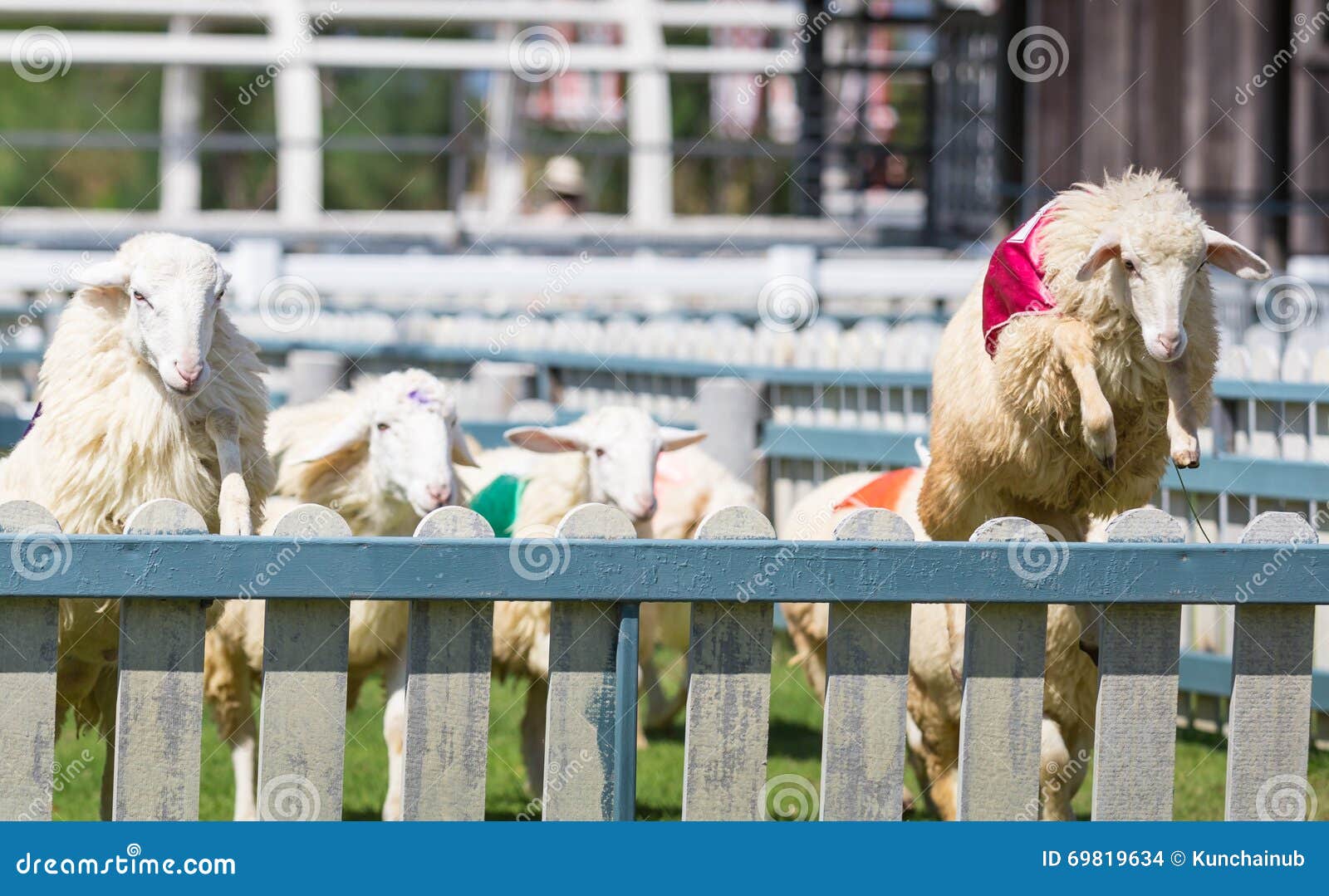 Sheep racing in farm stock photo. Image of sheep, running - 69819634