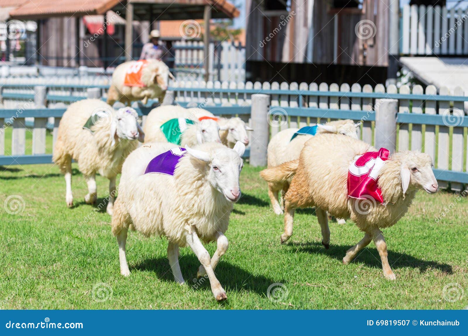 Sheep racing in farm stock image. Image of mammal, sheep - 69819507