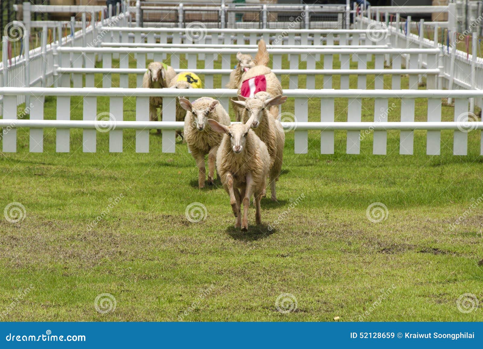 Sheep racing stock image. Image of cute, racing, green - 52128659