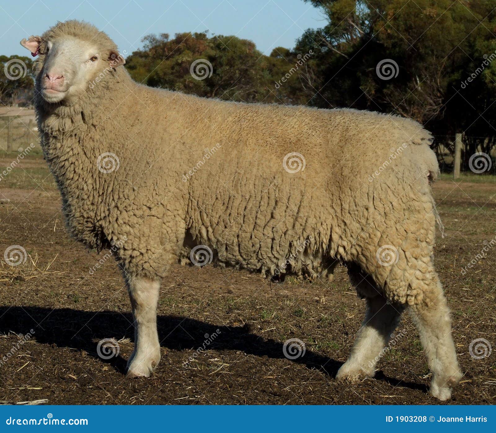Sheep - Ram stock photo. Image of paddock, hoof, field - 1903208