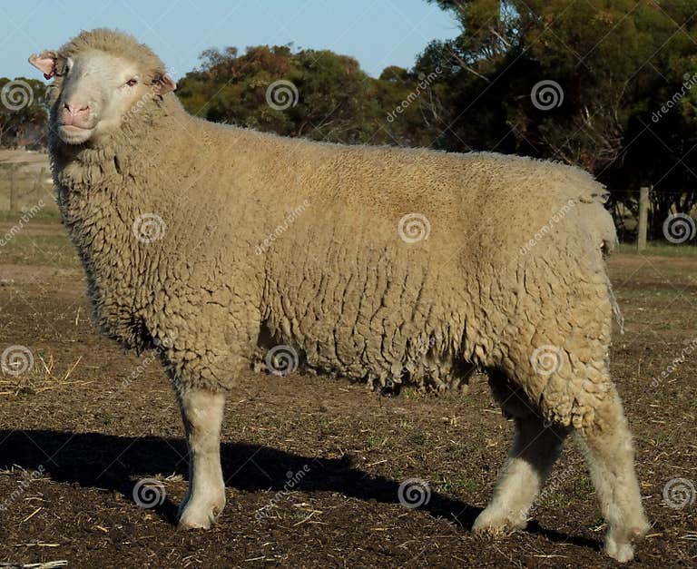 Sheep - Ram stock photo. Image of paddock, hoof, field - 1903208