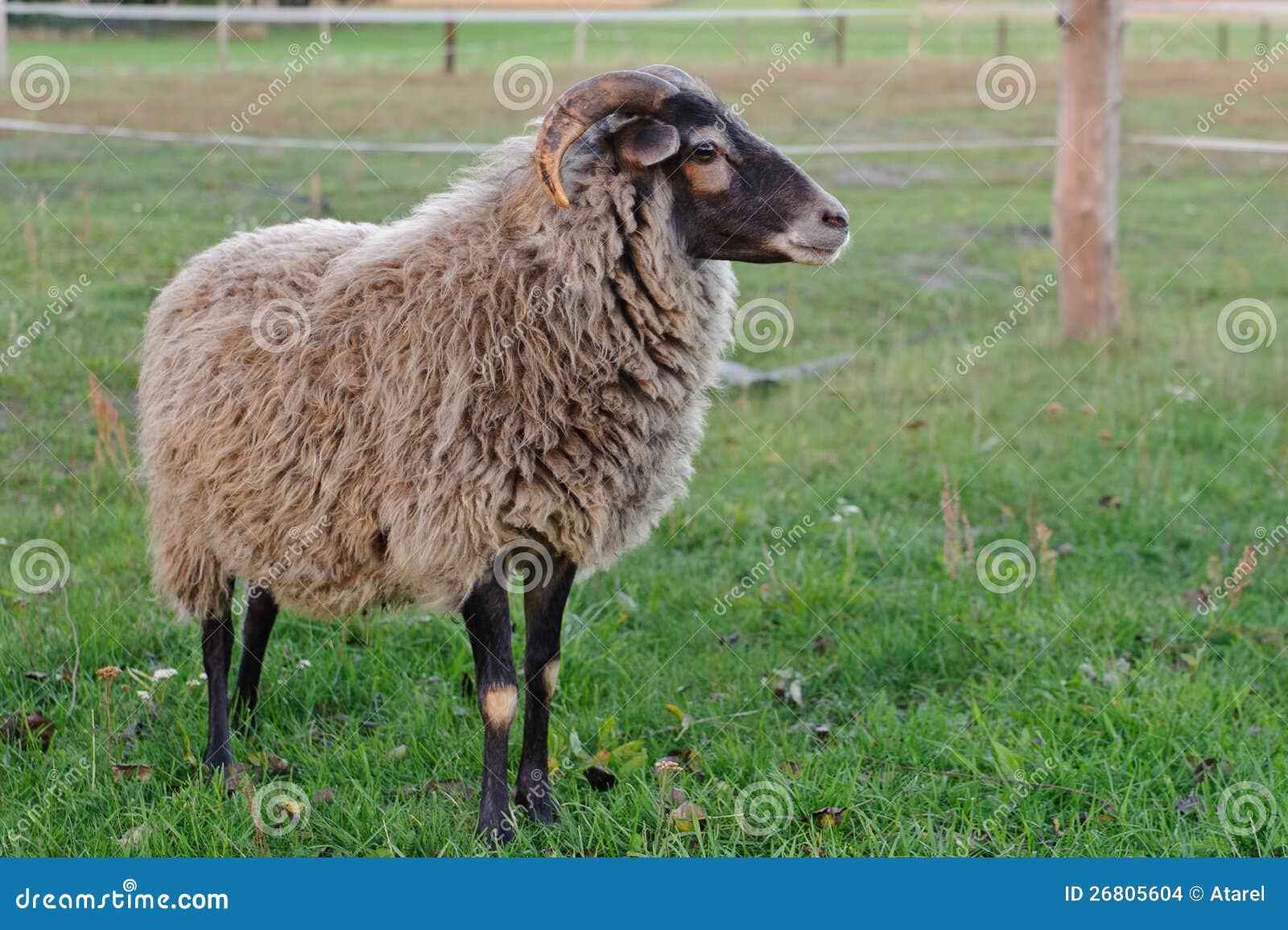 Sheep - Ram stock photo. Image of buck, agriculture, farm - 26805604