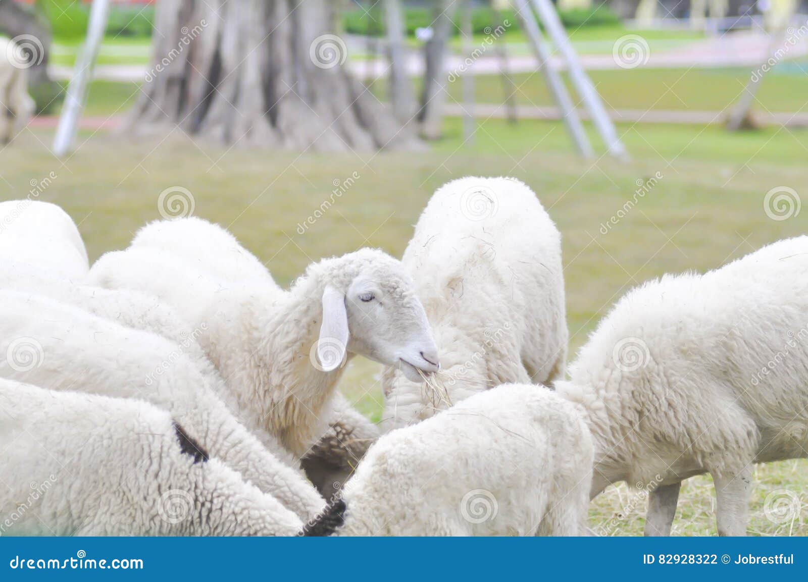 Sheep,ram or ewe stock photo. Image of feed, hungry, park - 82928322