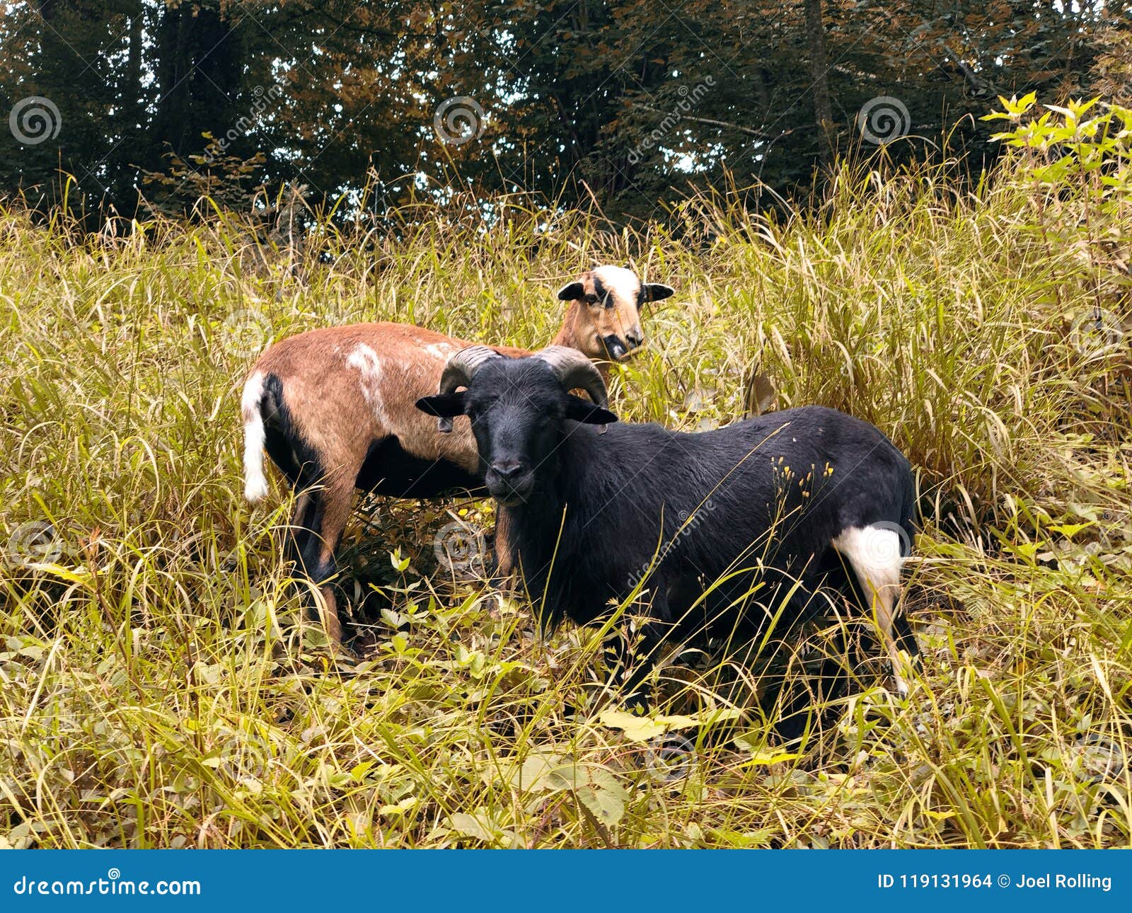 Sheep and ram in grass. stock photo. Image of pasture - 119131964