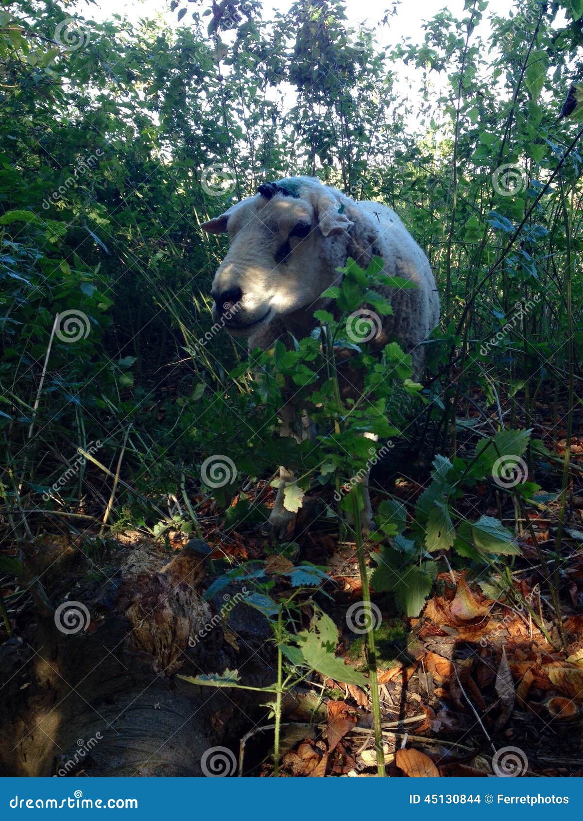Sheep stock photo. Image of bushes, sheep, looking - 45130844