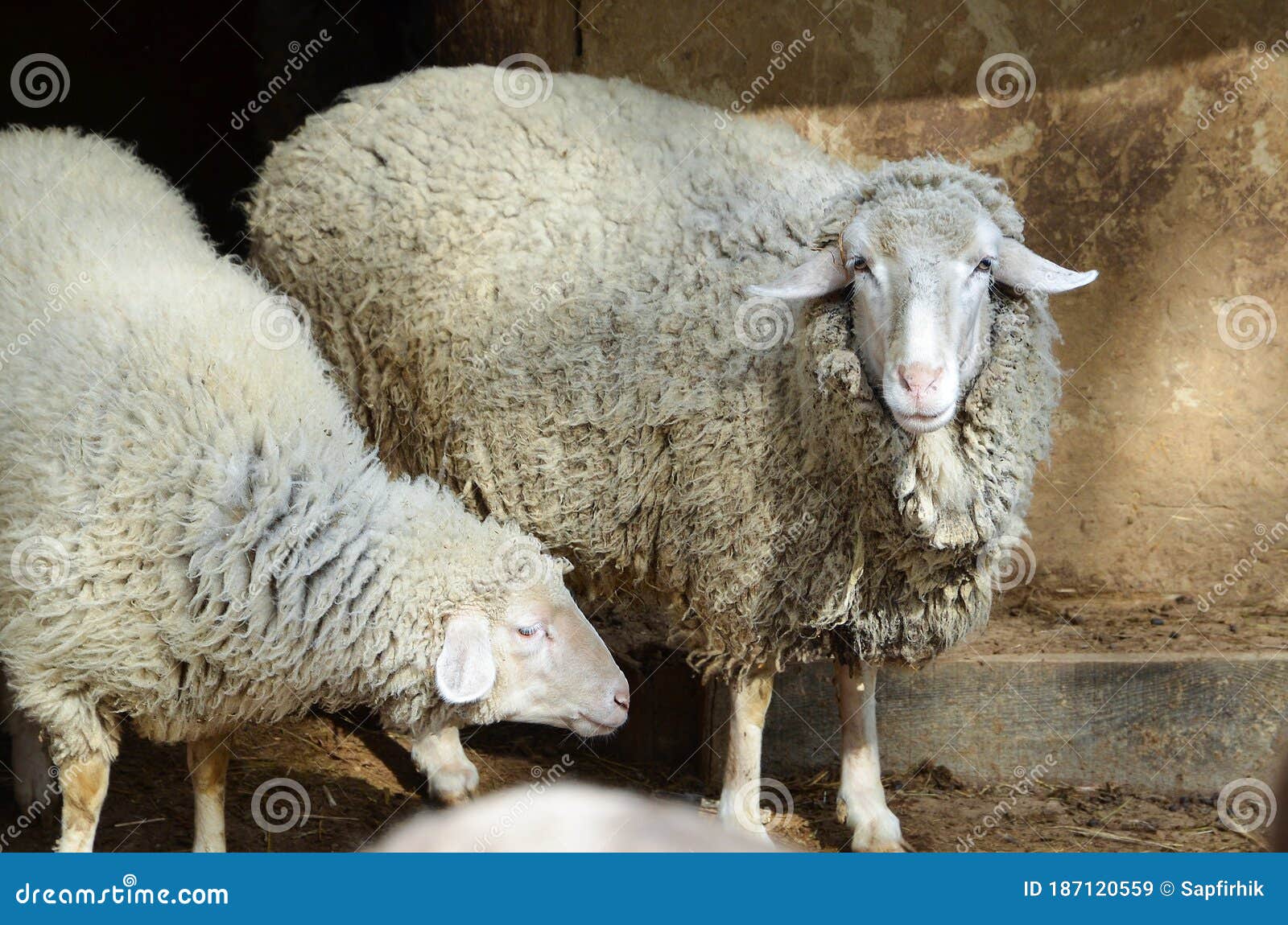 Sheep and ram stock image. Image of agriculture, cute - 187120559