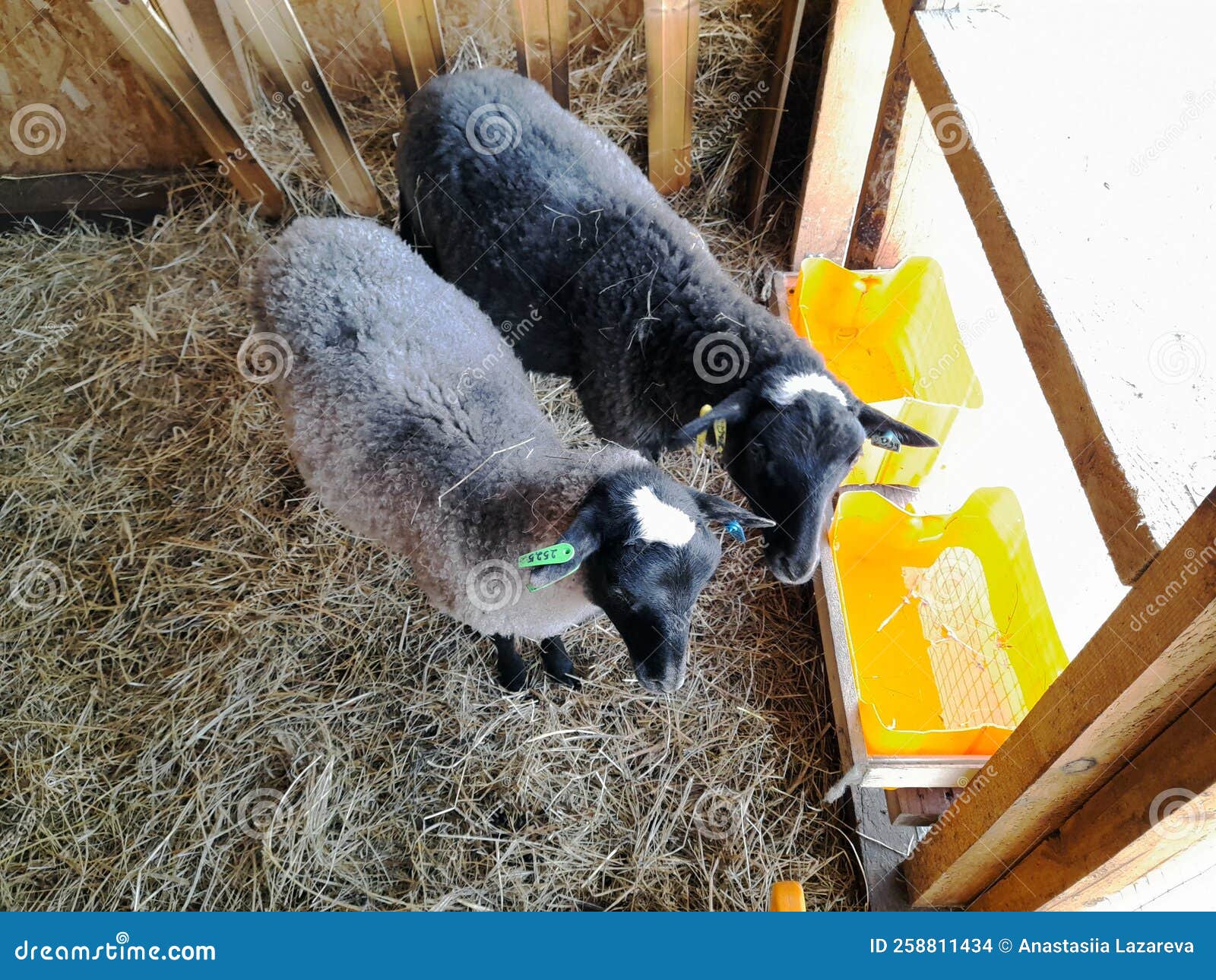 Sheep and Rams in the Pen. Agriculture Stock Photo - Image of farming ...