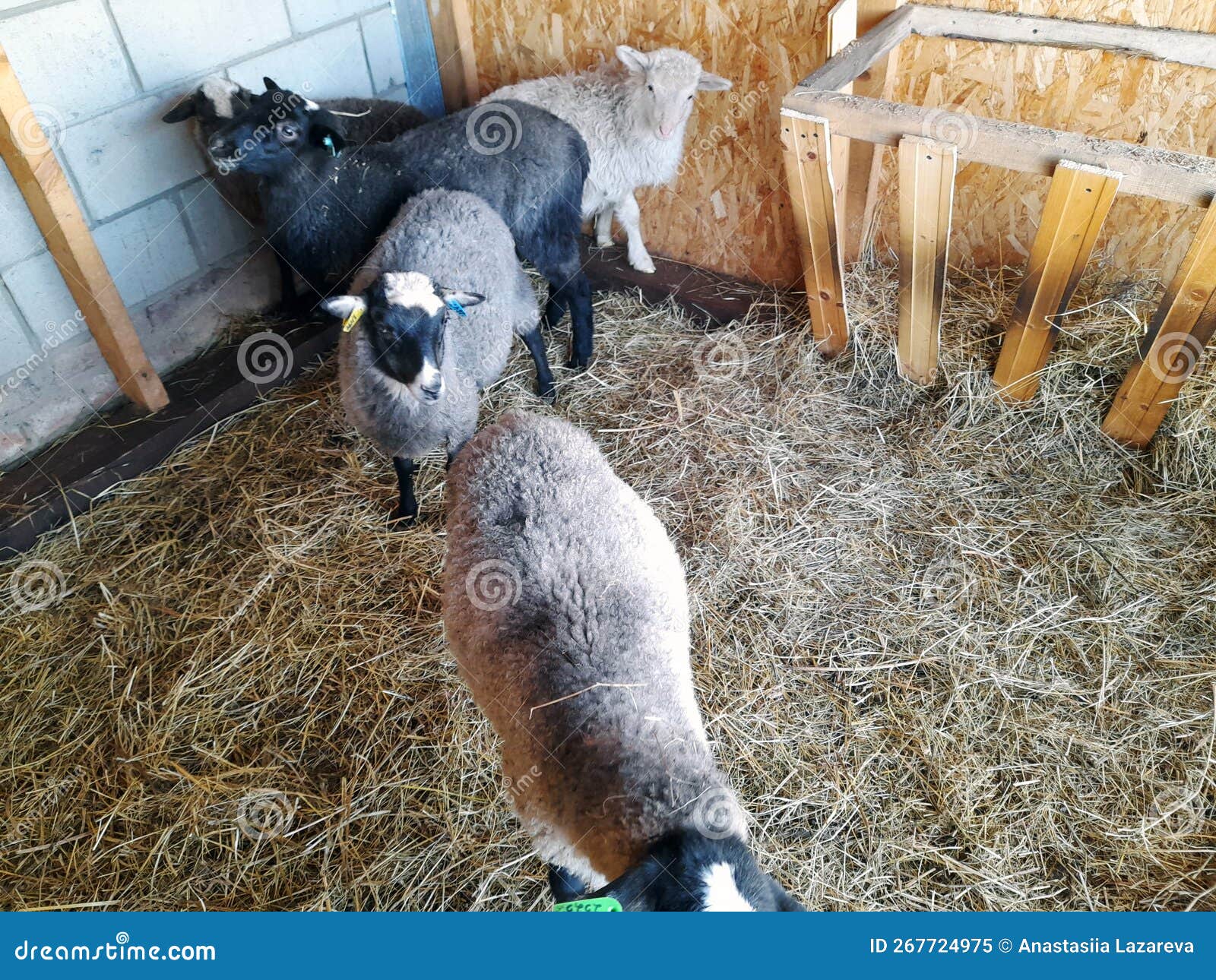 Sheep and Rams in the Pen. Agriculture Stock Image - Image of rural ...