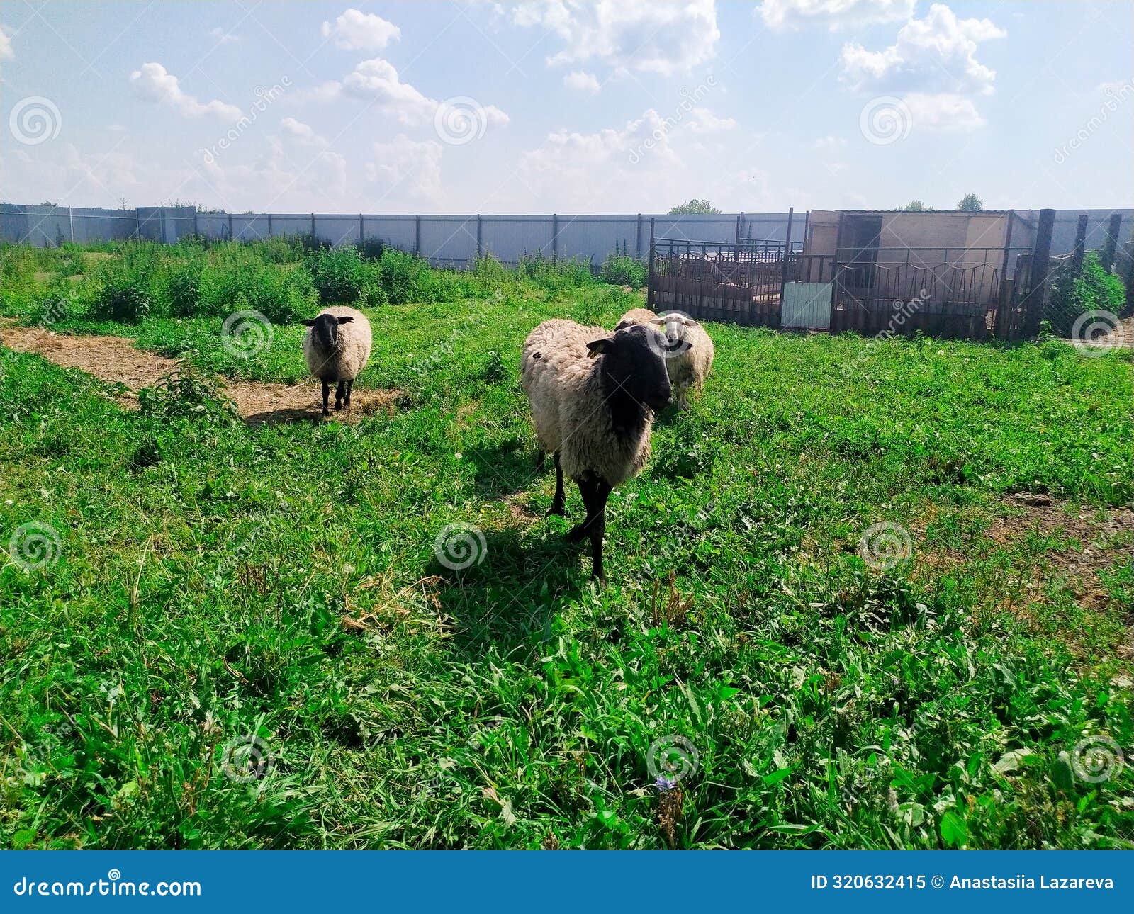 Sheep and Rams in the Pen. Agriculture Stock Image - Image of meadow ...