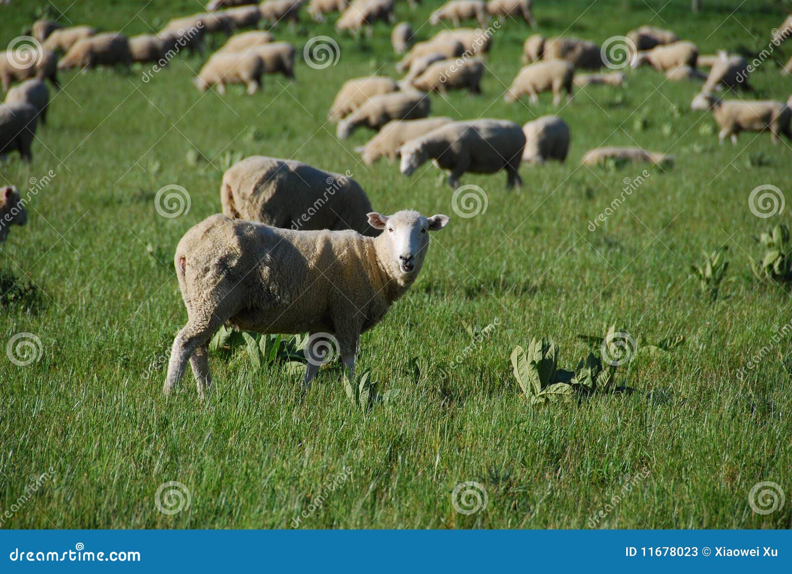 The sheep in ranch stock image. Image of meadow, landscape - 11678023