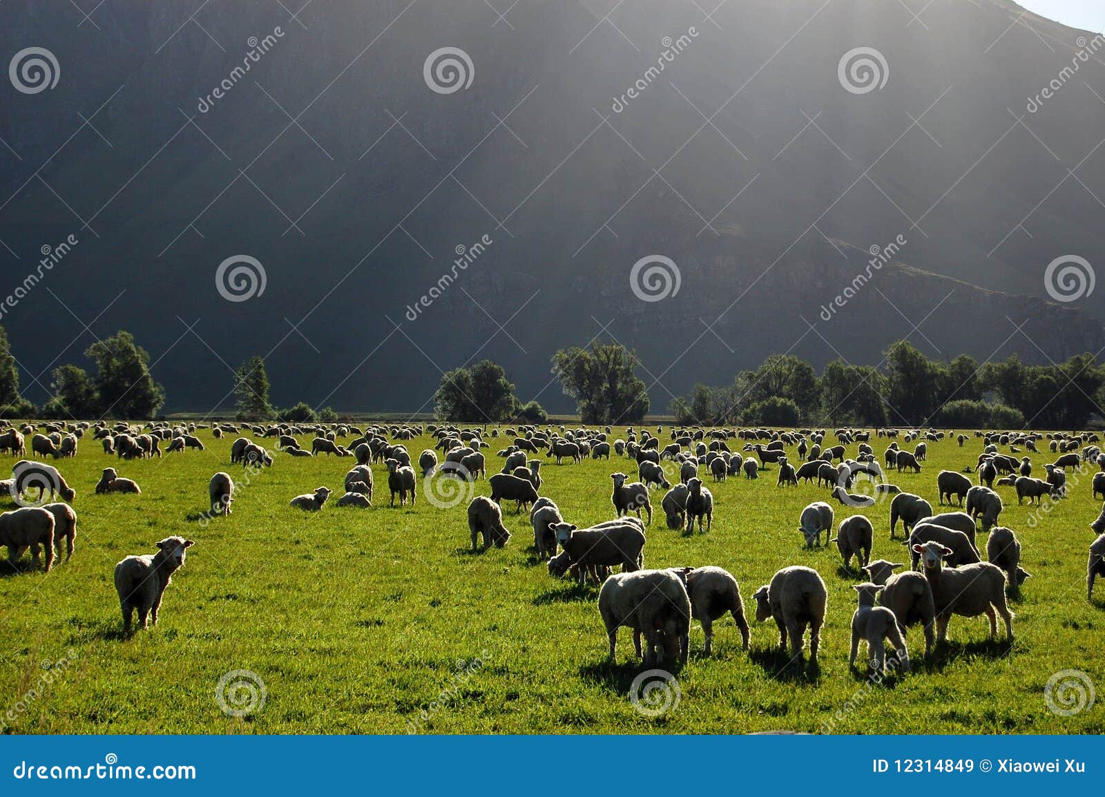 Sheep in the ranch stock image. Image of eating, sunshine - 12314849