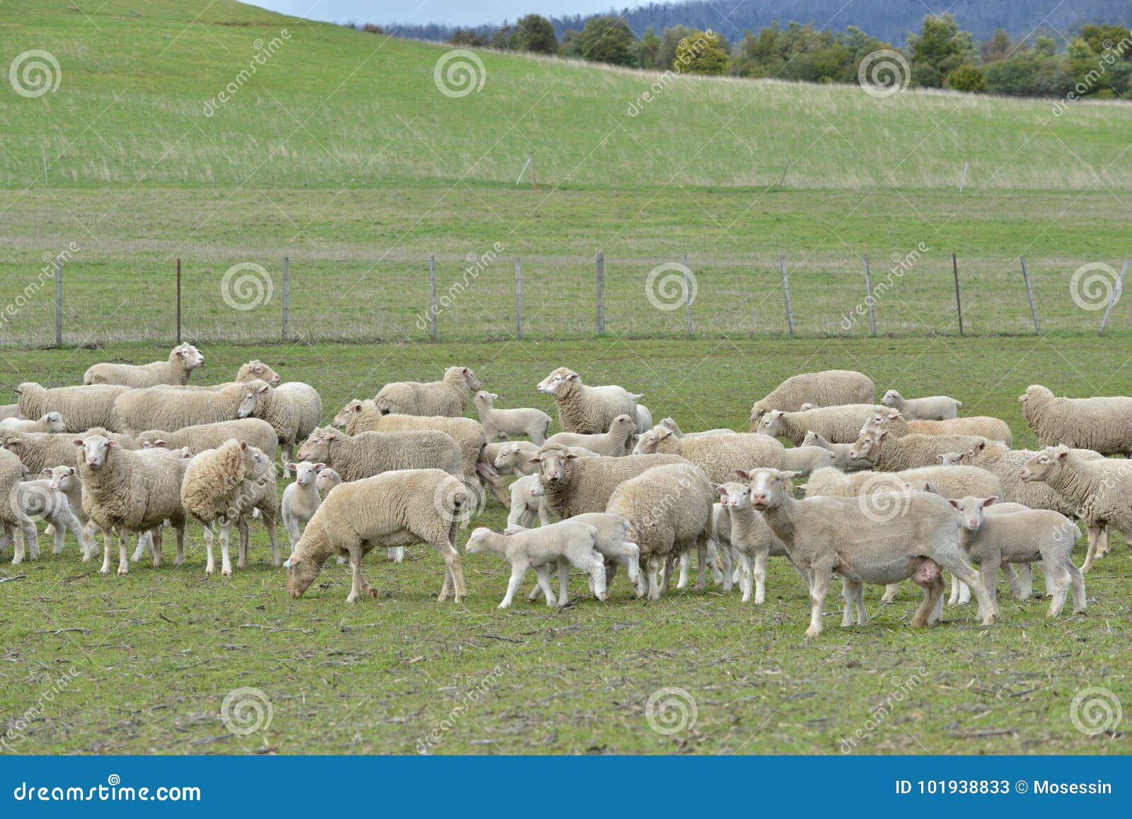 Sheep in Ranch stock image. Image of europe, iceland - 101938833