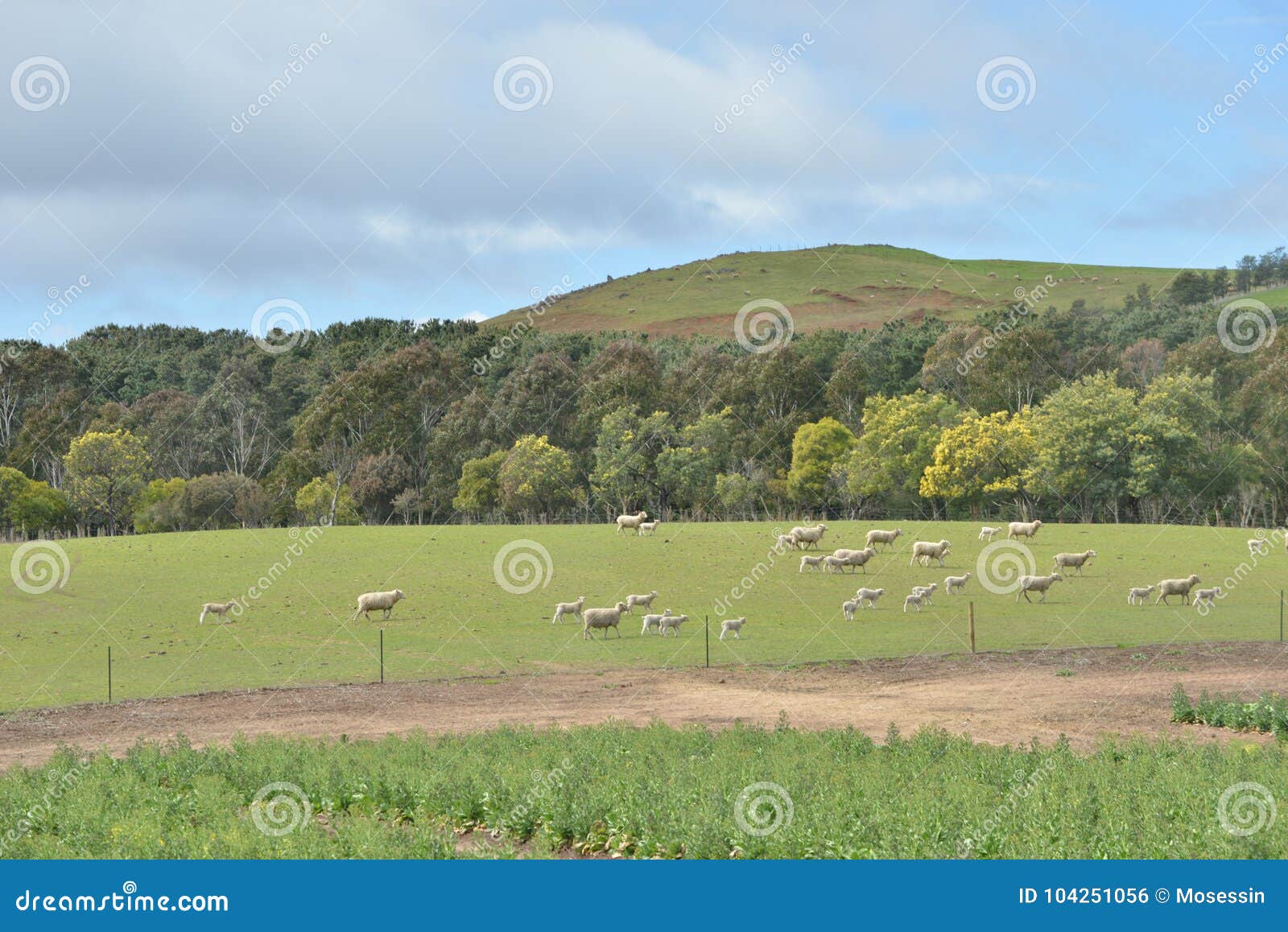 Sheep in Ranch Nature Prairie Grassland Stock Photo - Image of cliff ...